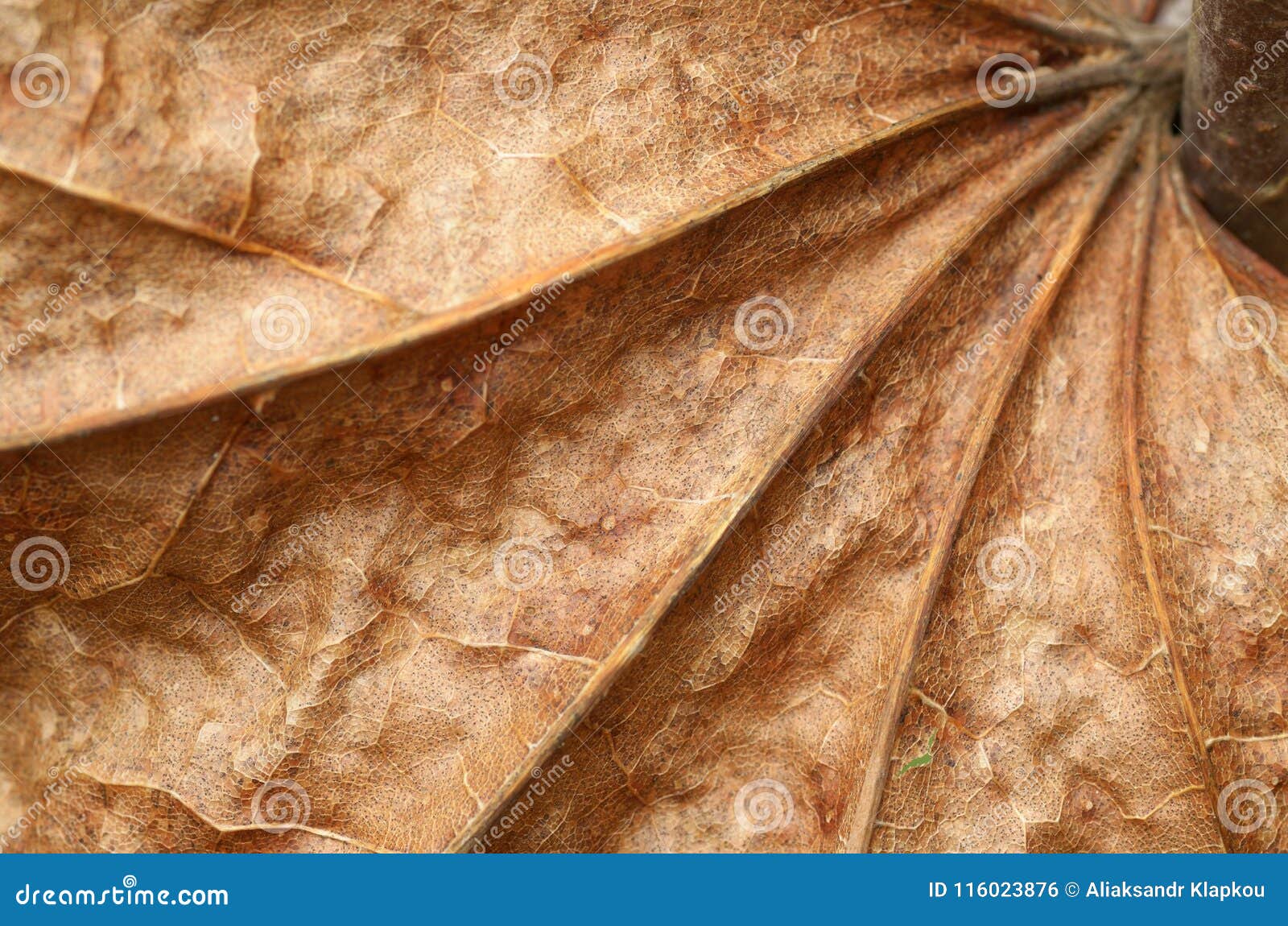 Dry maple leaf. stock photo. Image of decay, tree, organic - 116023876