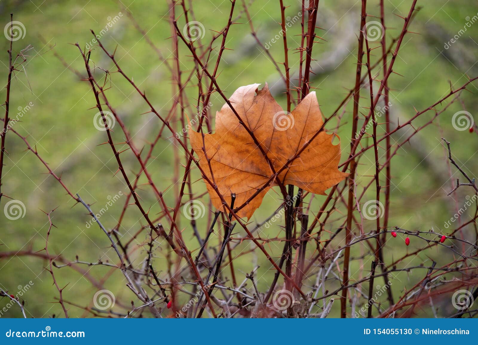 Dry Maple Leaf Entangled in Thorny Branches on Green Blurred Background ...