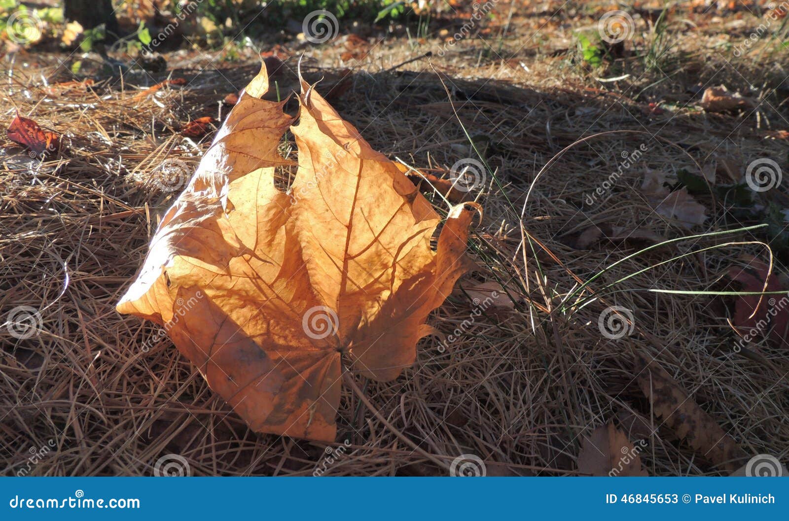 Dry maple leaf stock image. Image of tree, botany, autumnal - 46845653