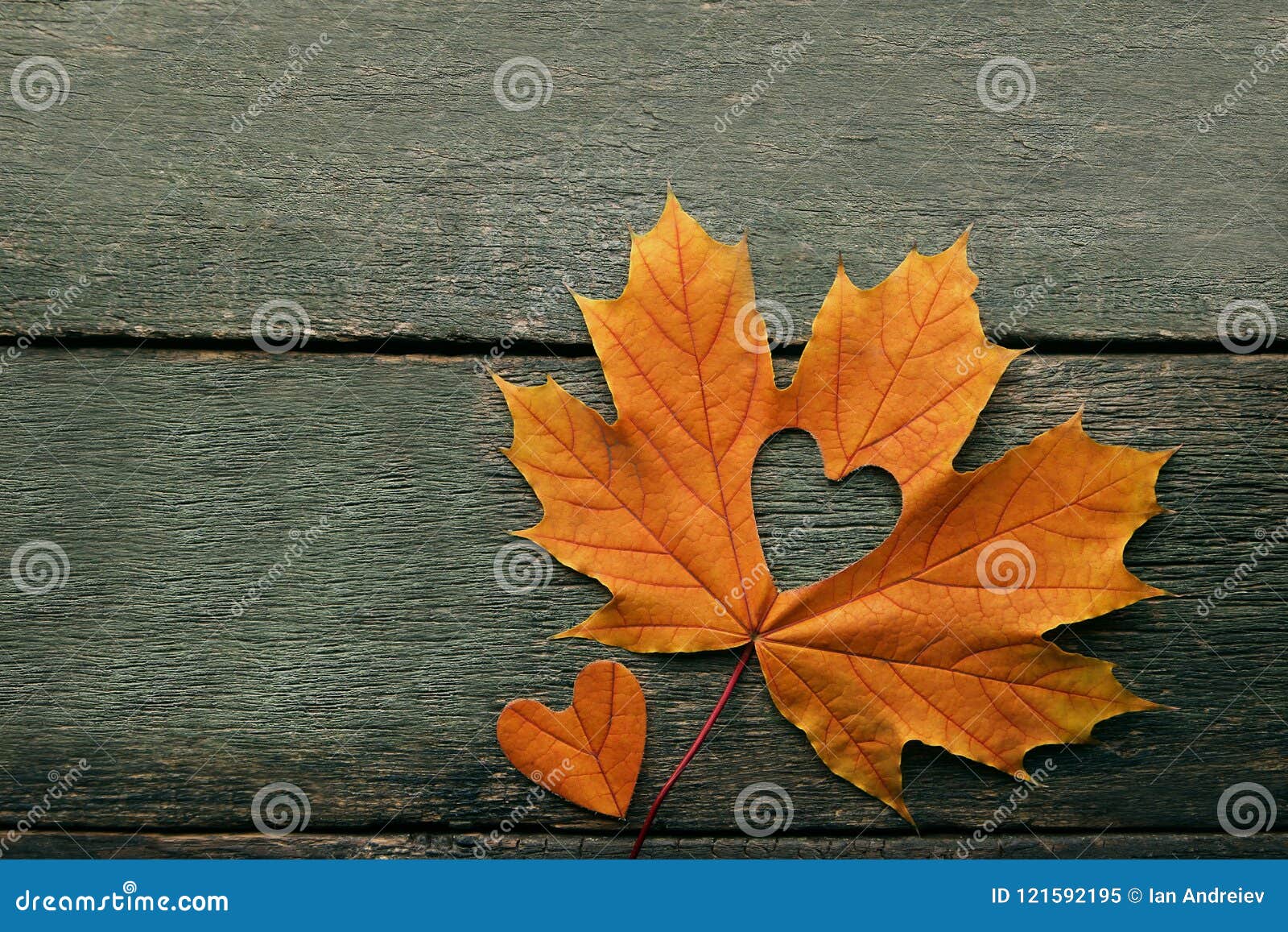 Dry maple leaf with heart stock image. Image of decoration - 121592195