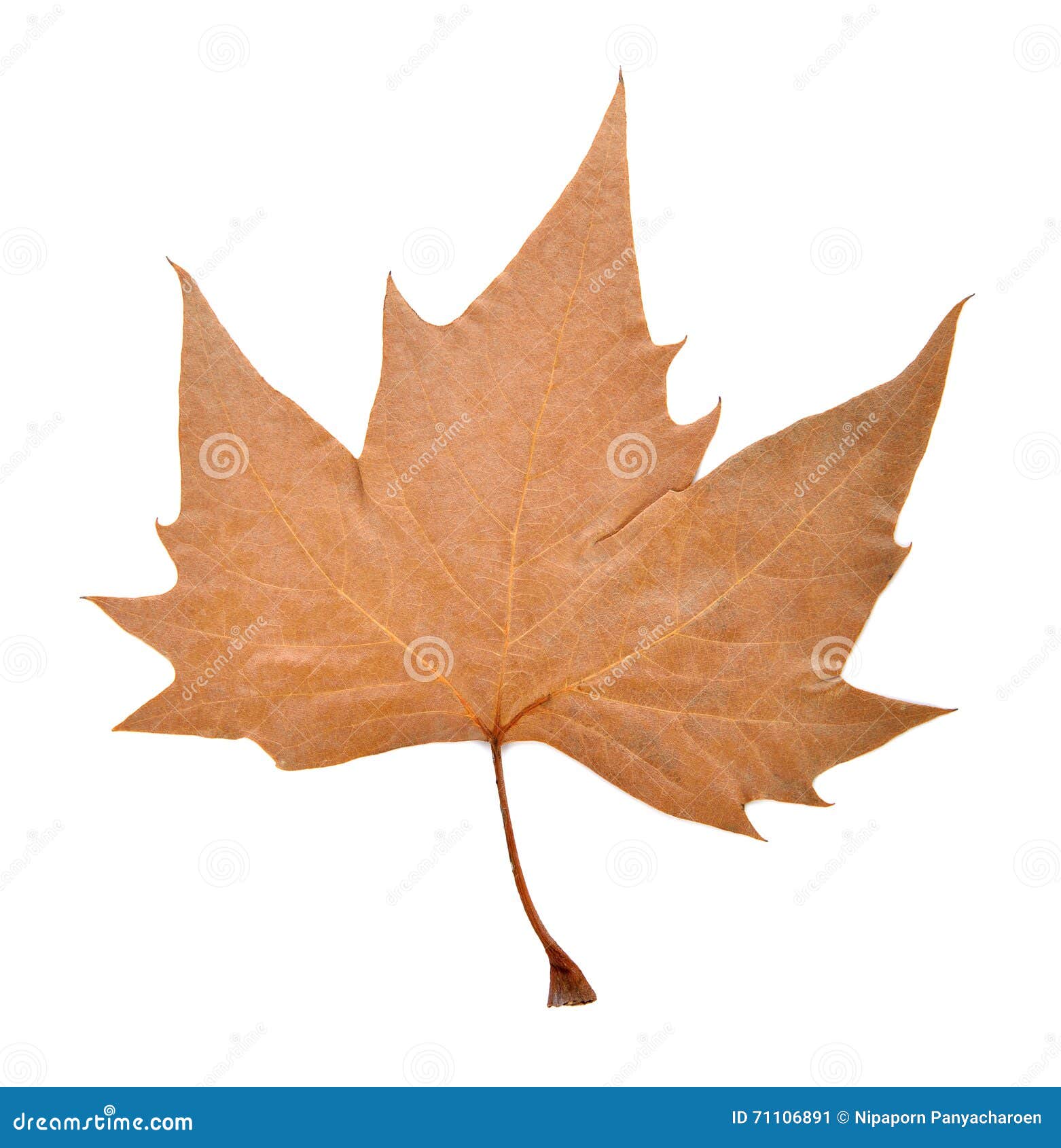 Dry maple leaf stock image. Image of flora, botany, cover - 71106891