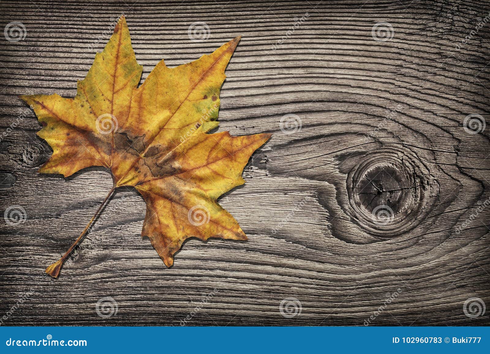 Dry Maple Leaf on Knotted Pinewood Rustic Vignetted Grunge Background ...