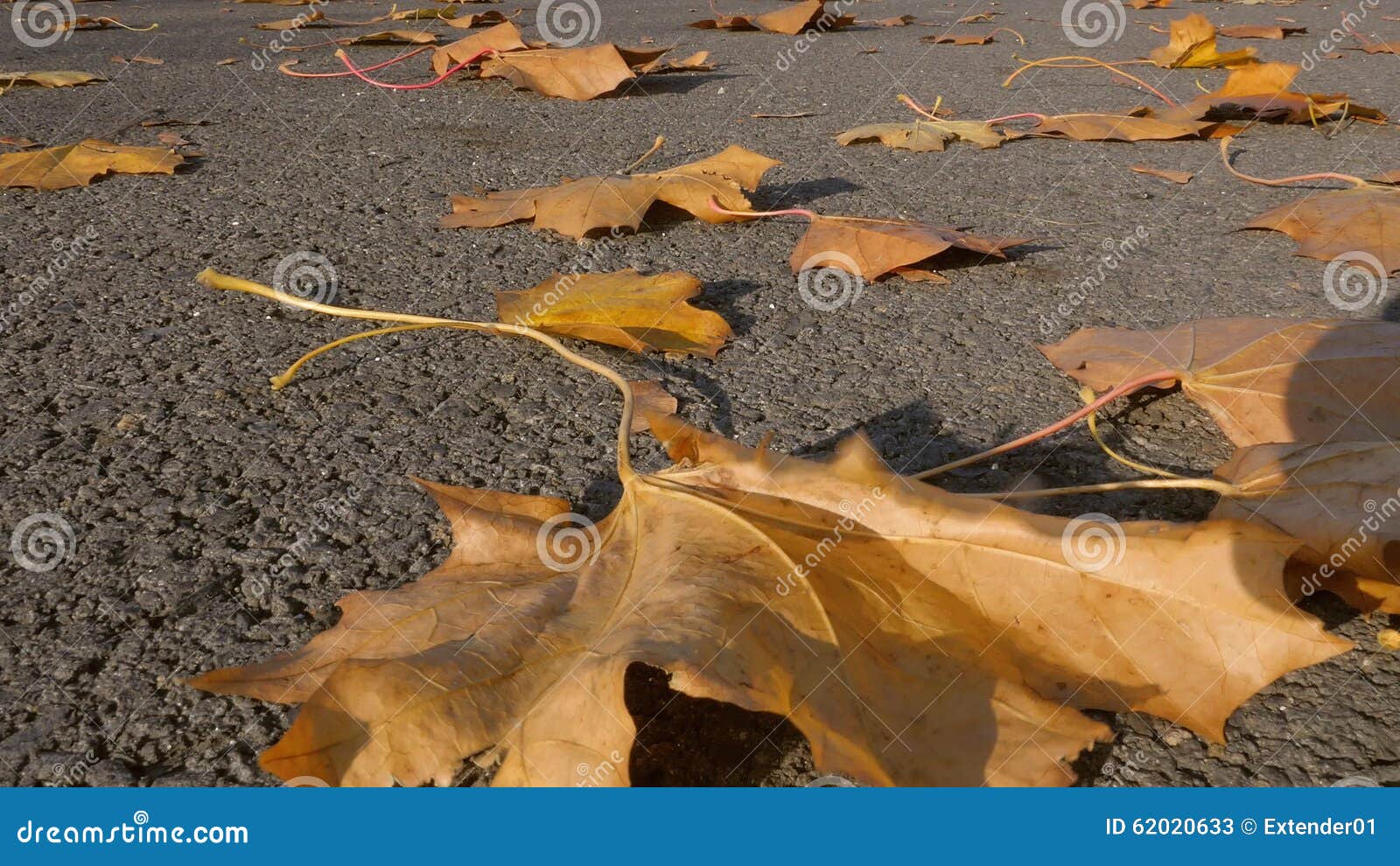 Dry Maple Leaf Moving in Windy Weather 4K UHD Stock Video - Video of ...