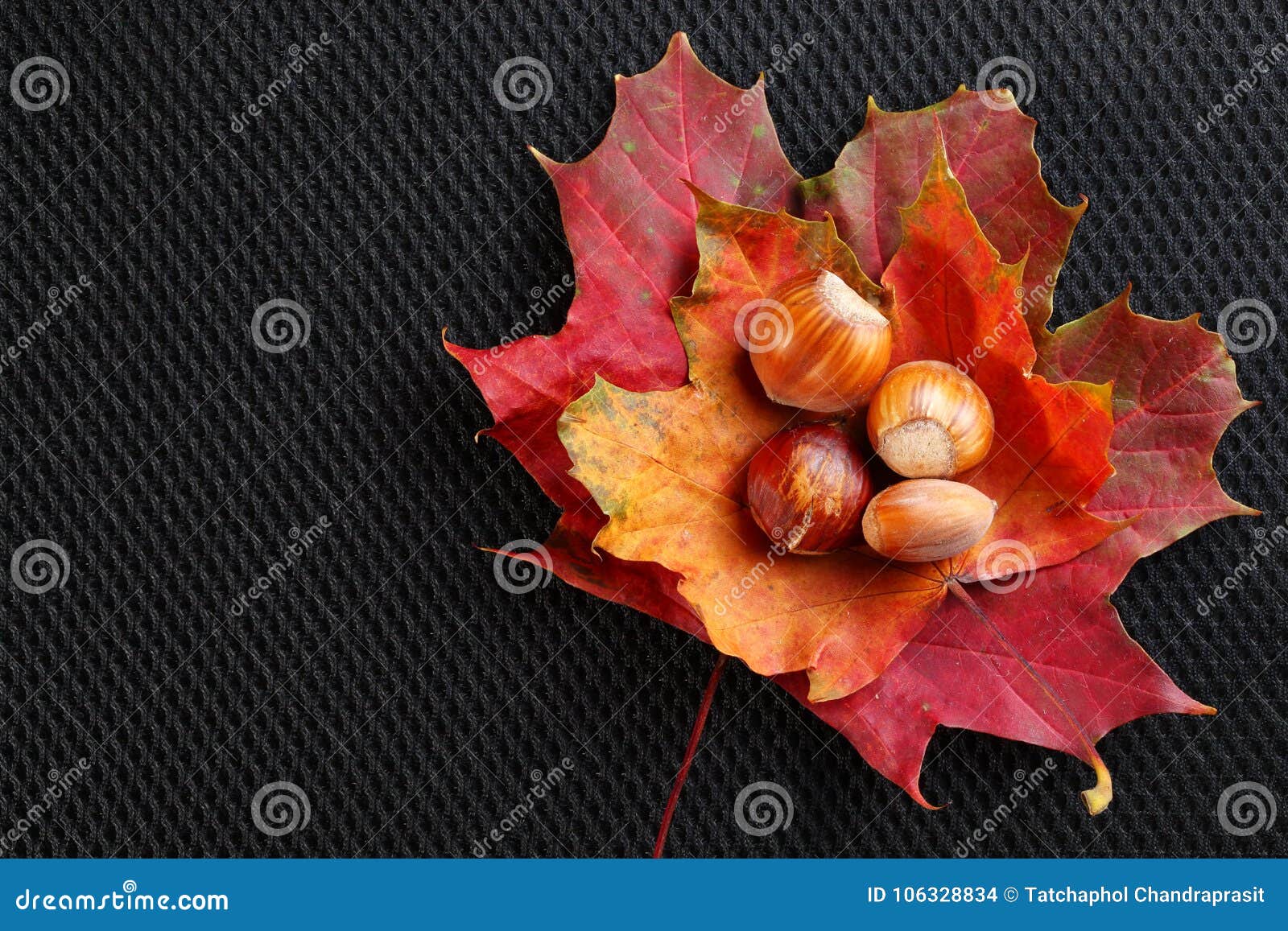The Dry Maple Leaf with Nuts. Stock Photo - Image of idea, golden ...
