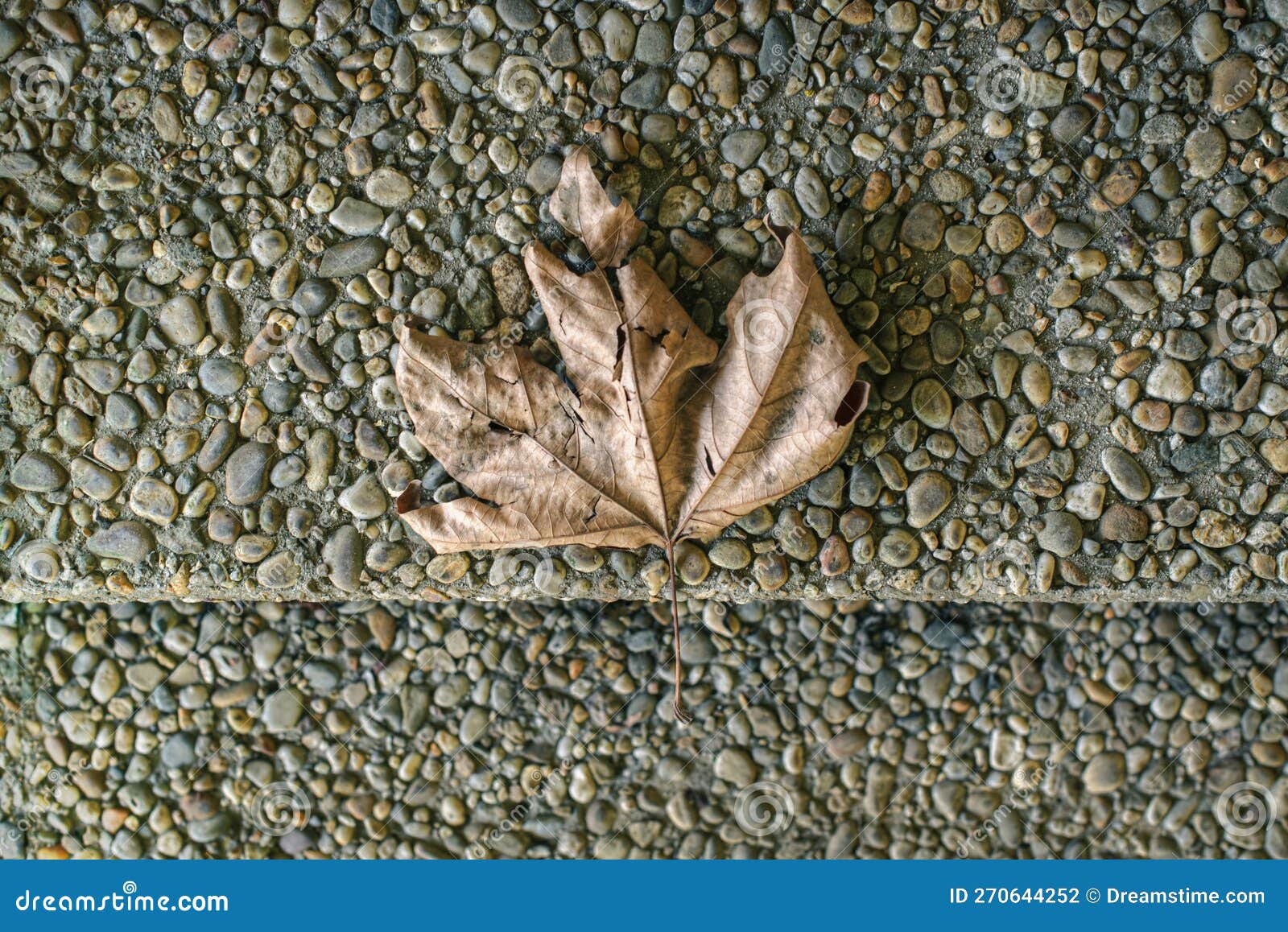 A Dry Maple Leaf on a Surface of Small Cemented Pebbles Stock Photo ...