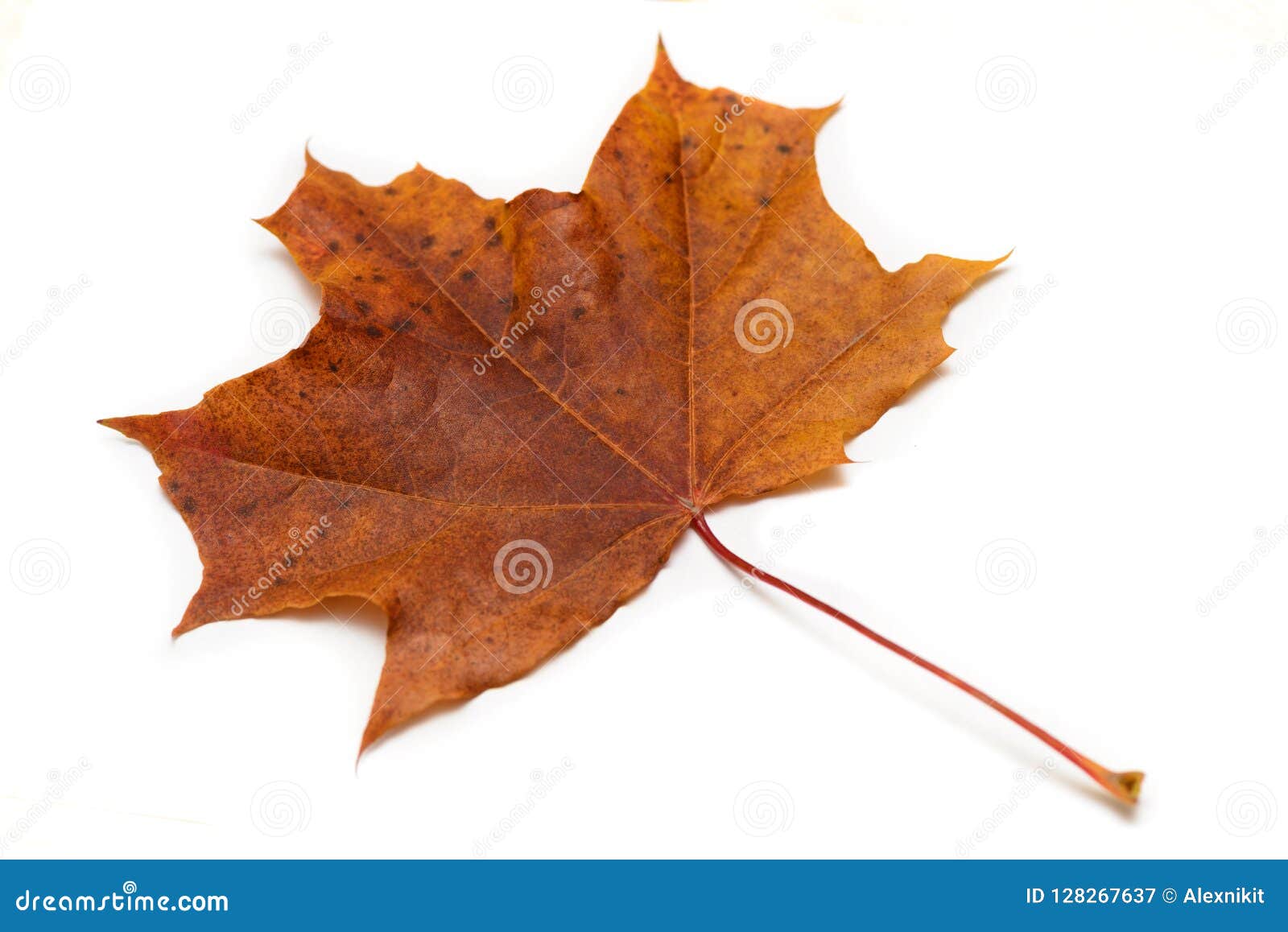 Dry Maple Leaf on a White Background Stock Image - Image of autumn ...