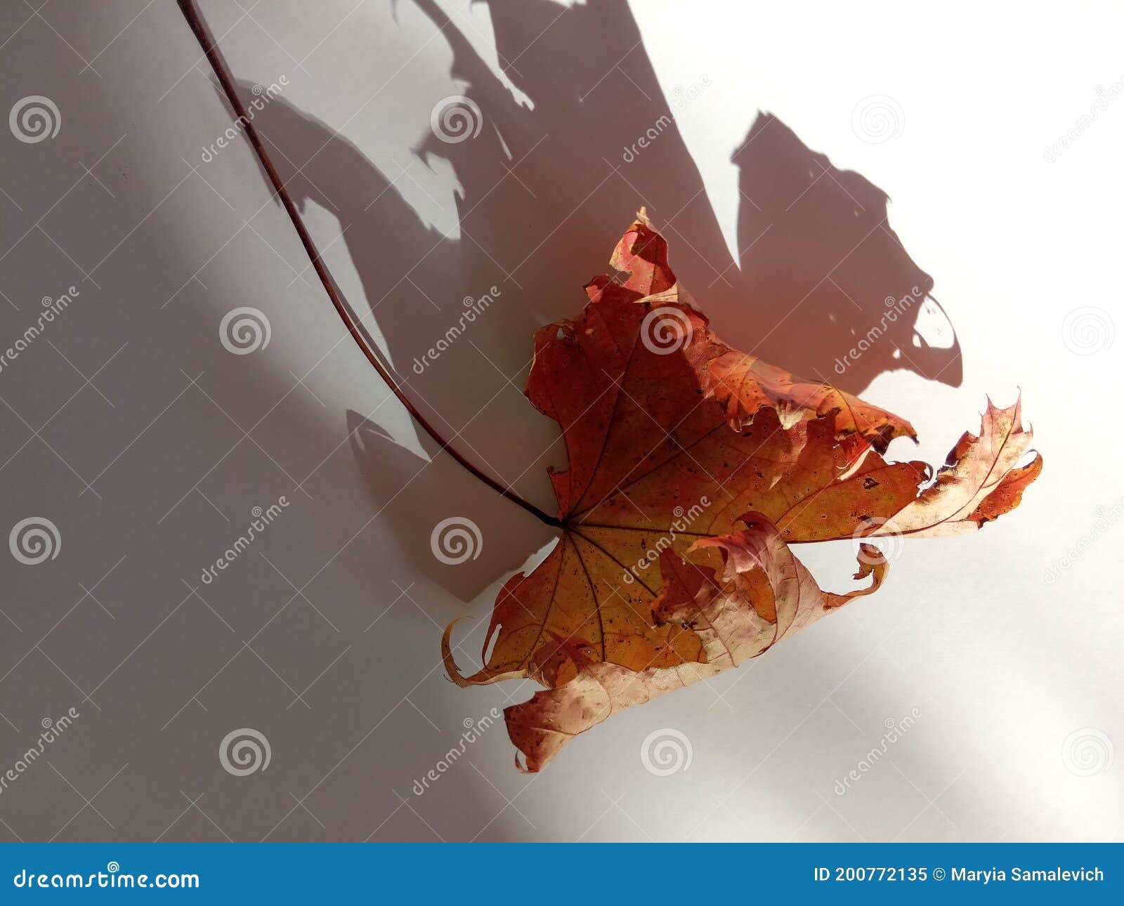 Dry Maple Leaf on a White Background in the Sun and with Its Own Shadow ...