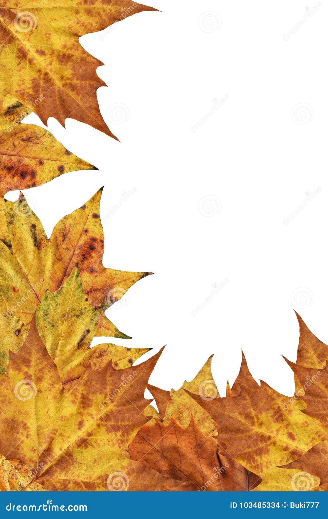 Dry Maple Leaves Border Backdrop Isolated on White Background Stock ...