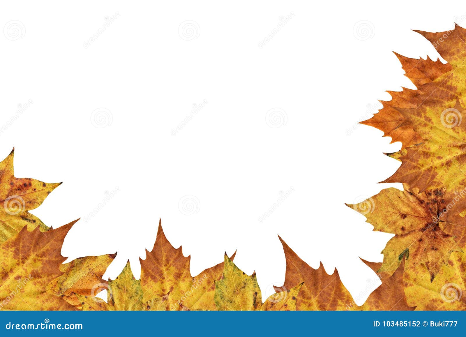 Dry Maple Leaves Border Backdrop Isolated on White Background Stock ...