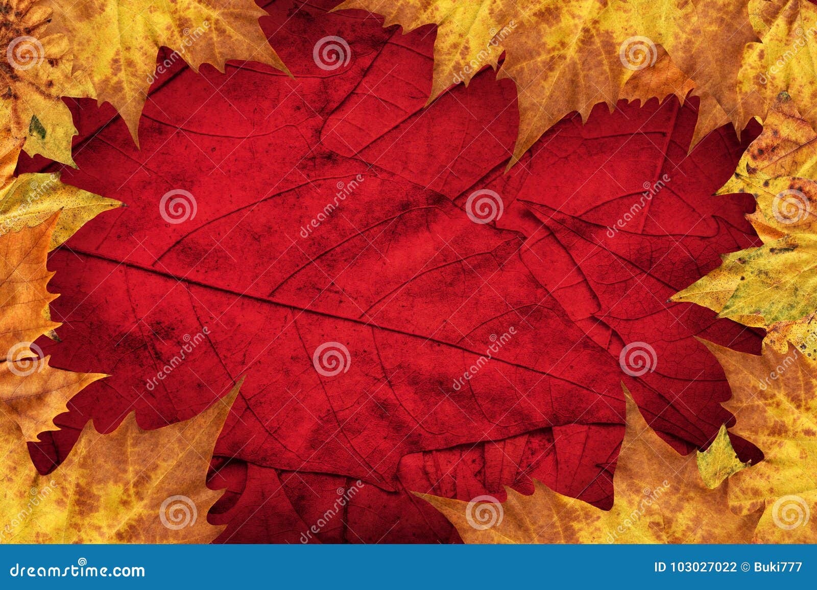 Dry Maple Leaves Border on Dark Red Background Stock Photo - Image of ...