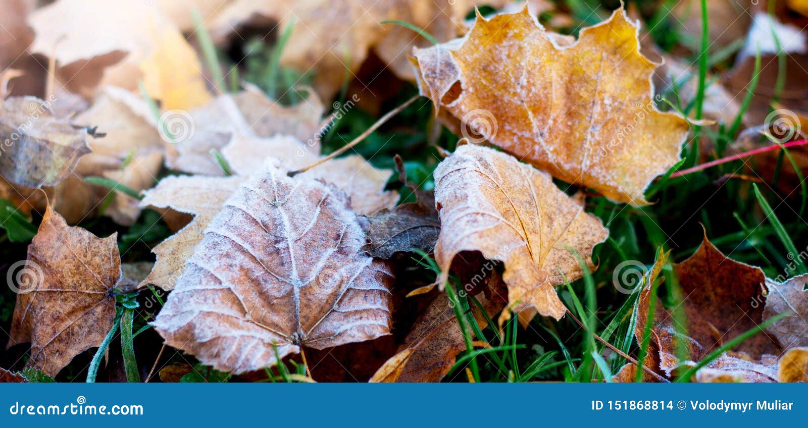 Dry Maple Leaves, Covered with Frost, on the Ground in the Fall_ Stock ...