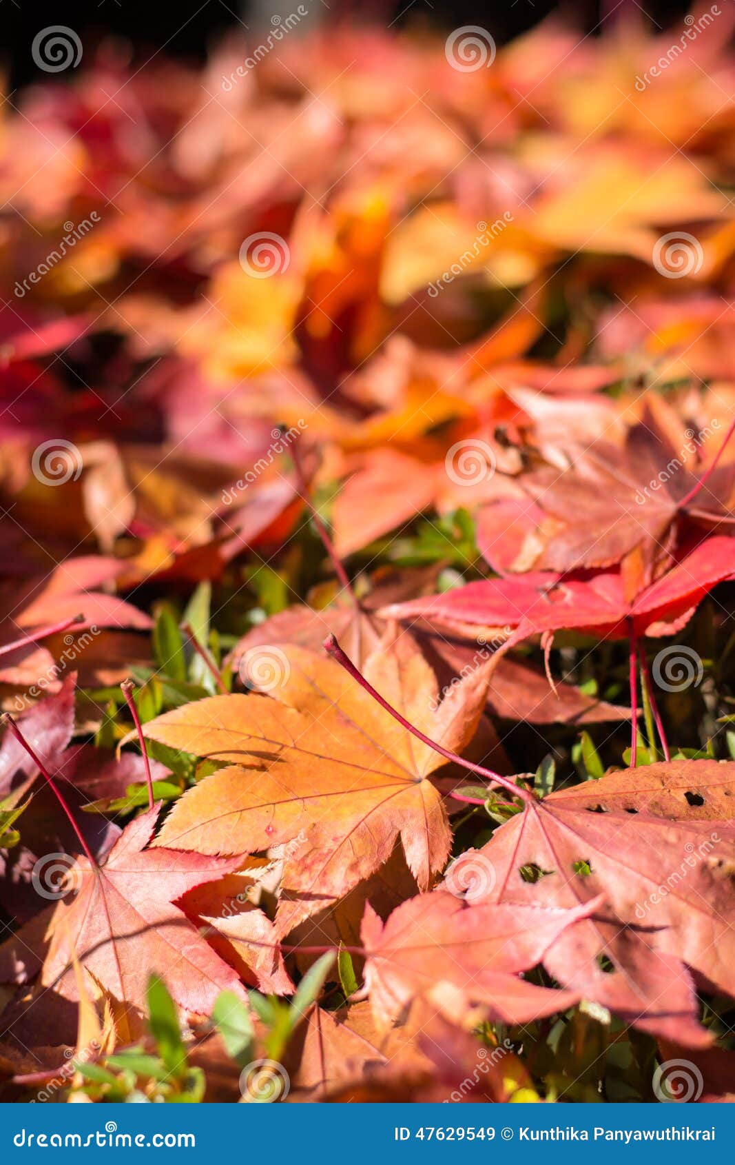 Dry maple leaves fall down stock image. Image of dead - 47629549