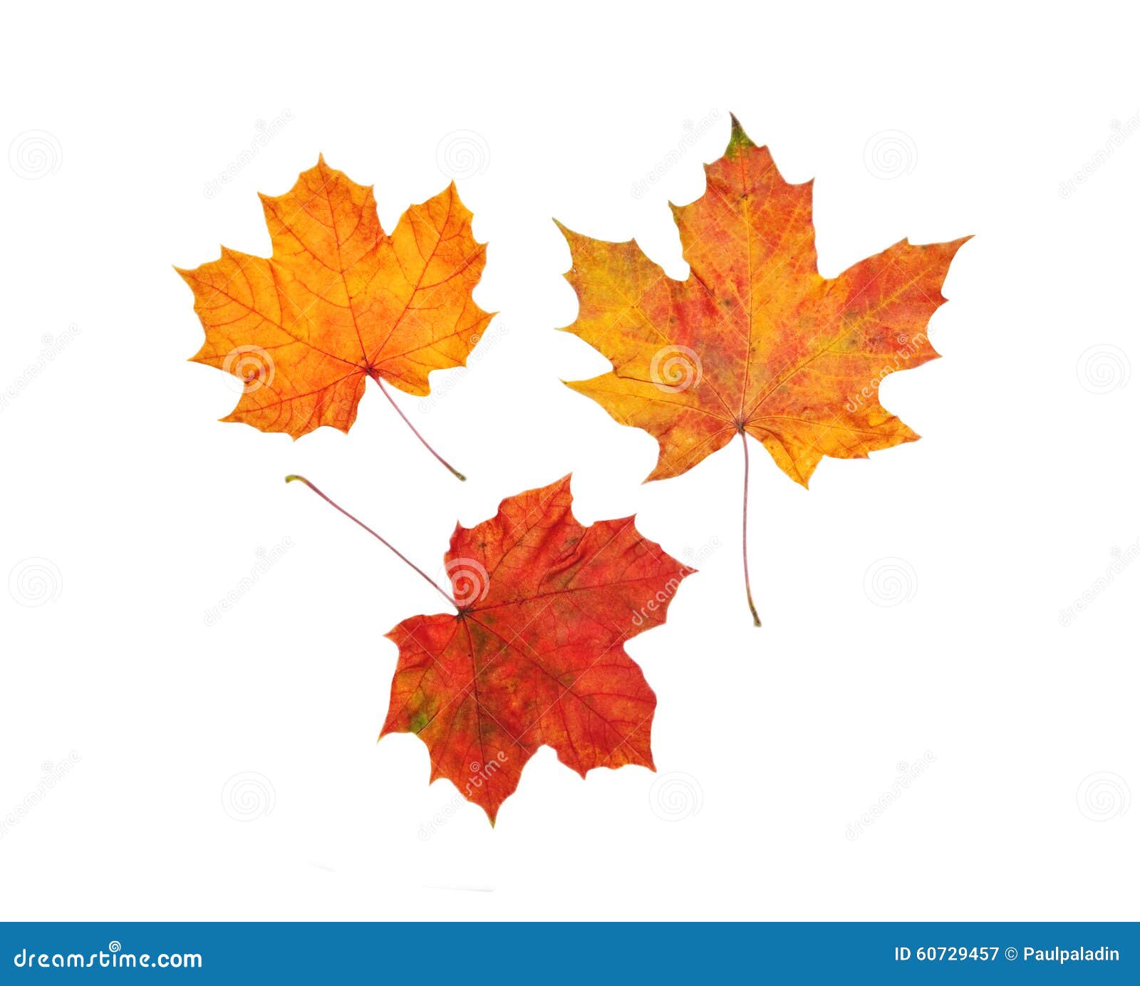 Dry maple leaves stock image. Image of macro, october - 60729457