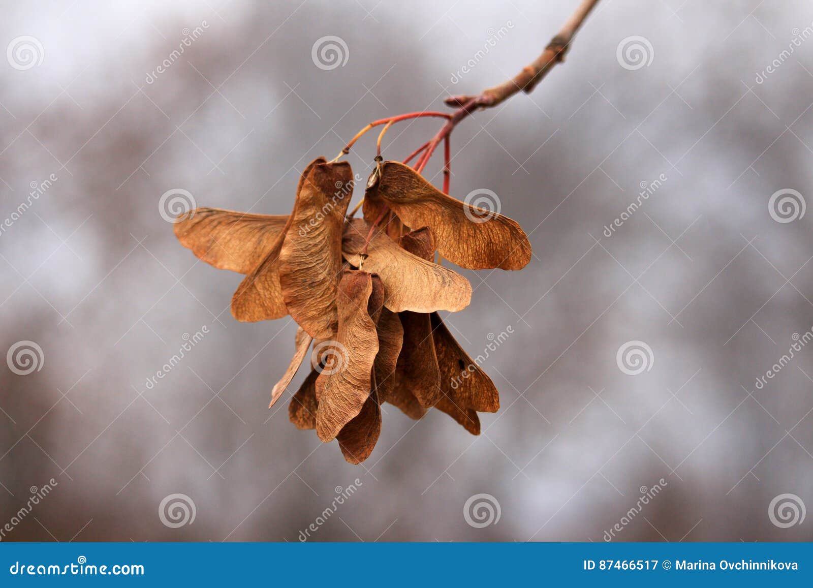 Dry maple seeds helicopter stock image. Image of flying - 87466517