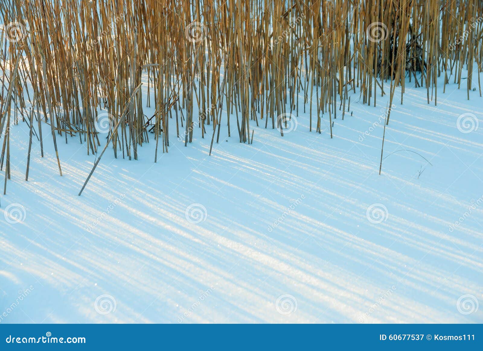 Dry Marsh Grass in Snow Drifts Stock Image - Image of beauty, polar ...