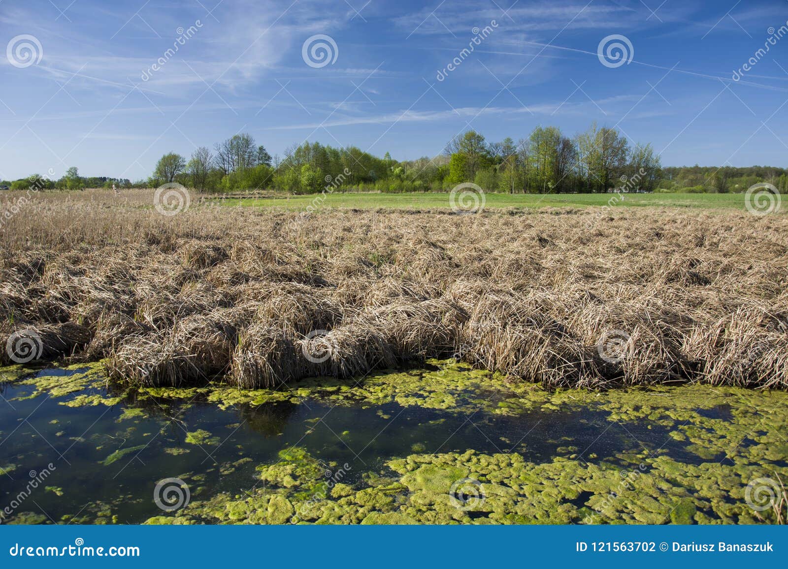 Dry Marsh Grasses, Trees and Blue Sky Stock Photo - Image of colorful ...