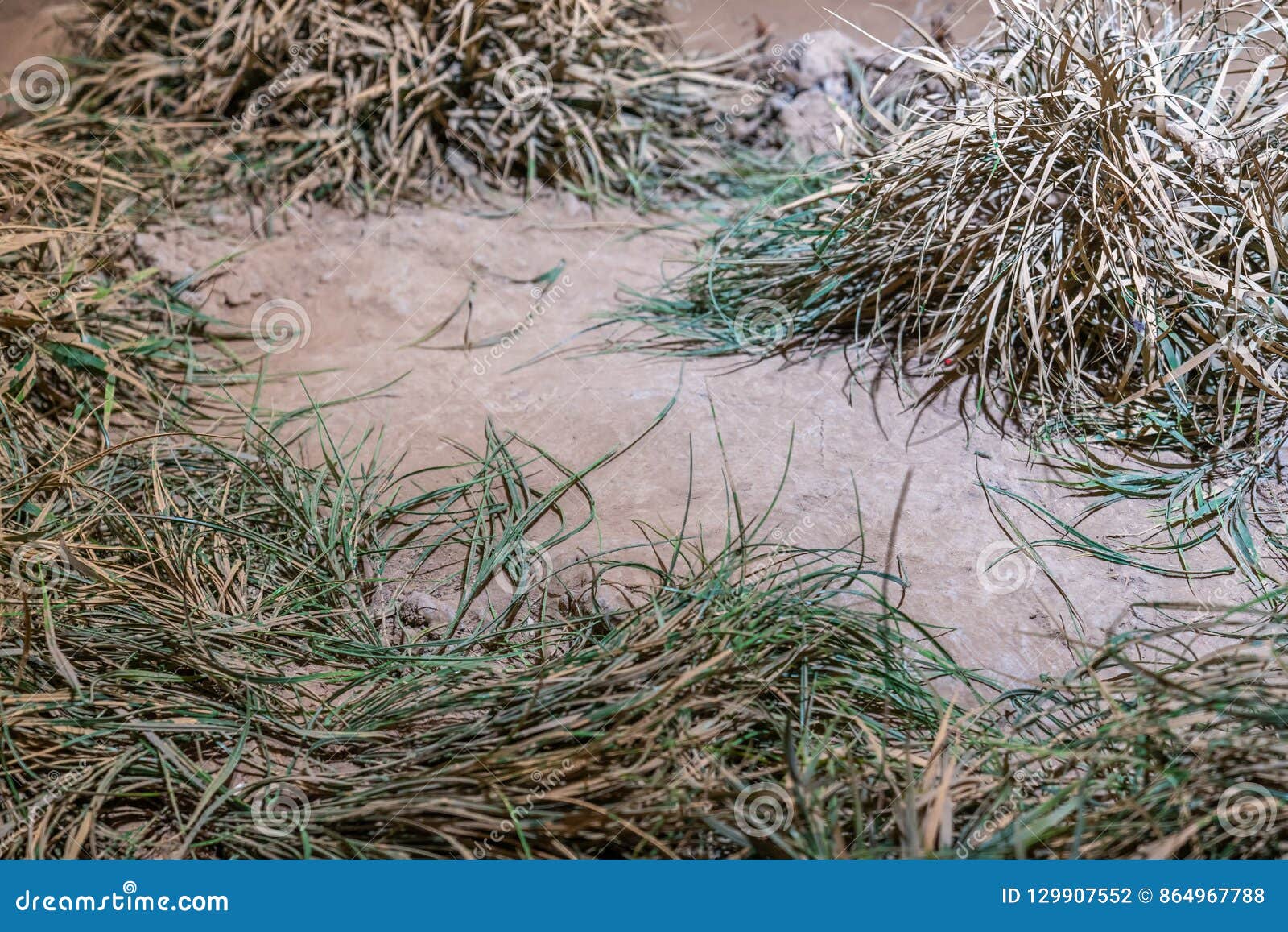 A dry mass of weeds stock photo. Image of plants, death - 129907552