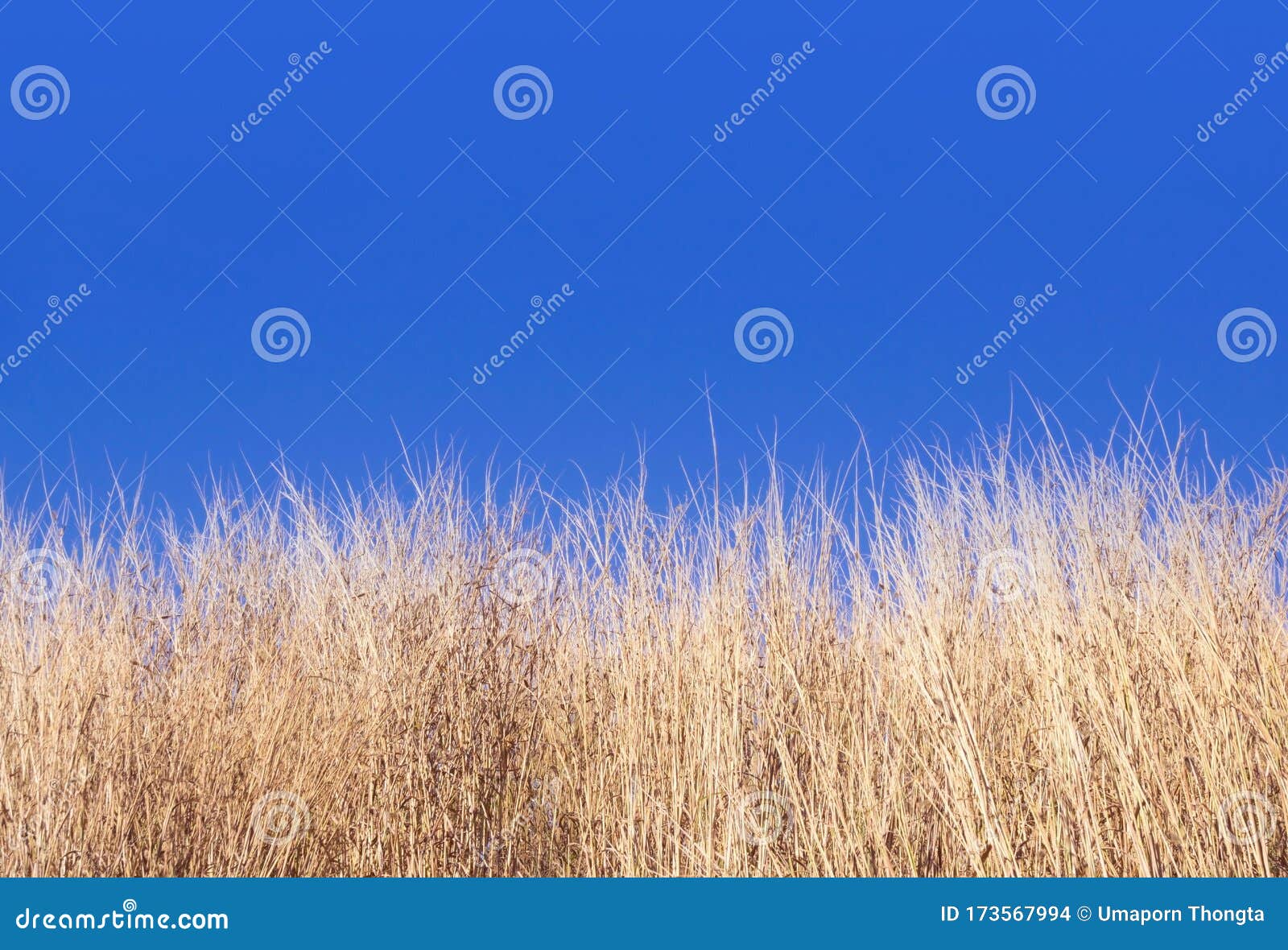 Dry Meadow on the Blue Sky Background Stock Photo - Image of backdrop ...