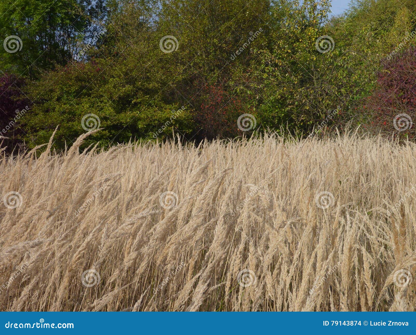 Deep Hrass Stock Photos - Free & Royalty-Free Stock Photos from Dreamstime
