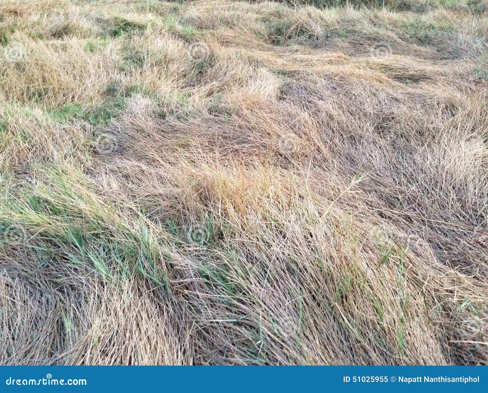 Dry meadow stock image. Image of texture, field, grass - 51025955