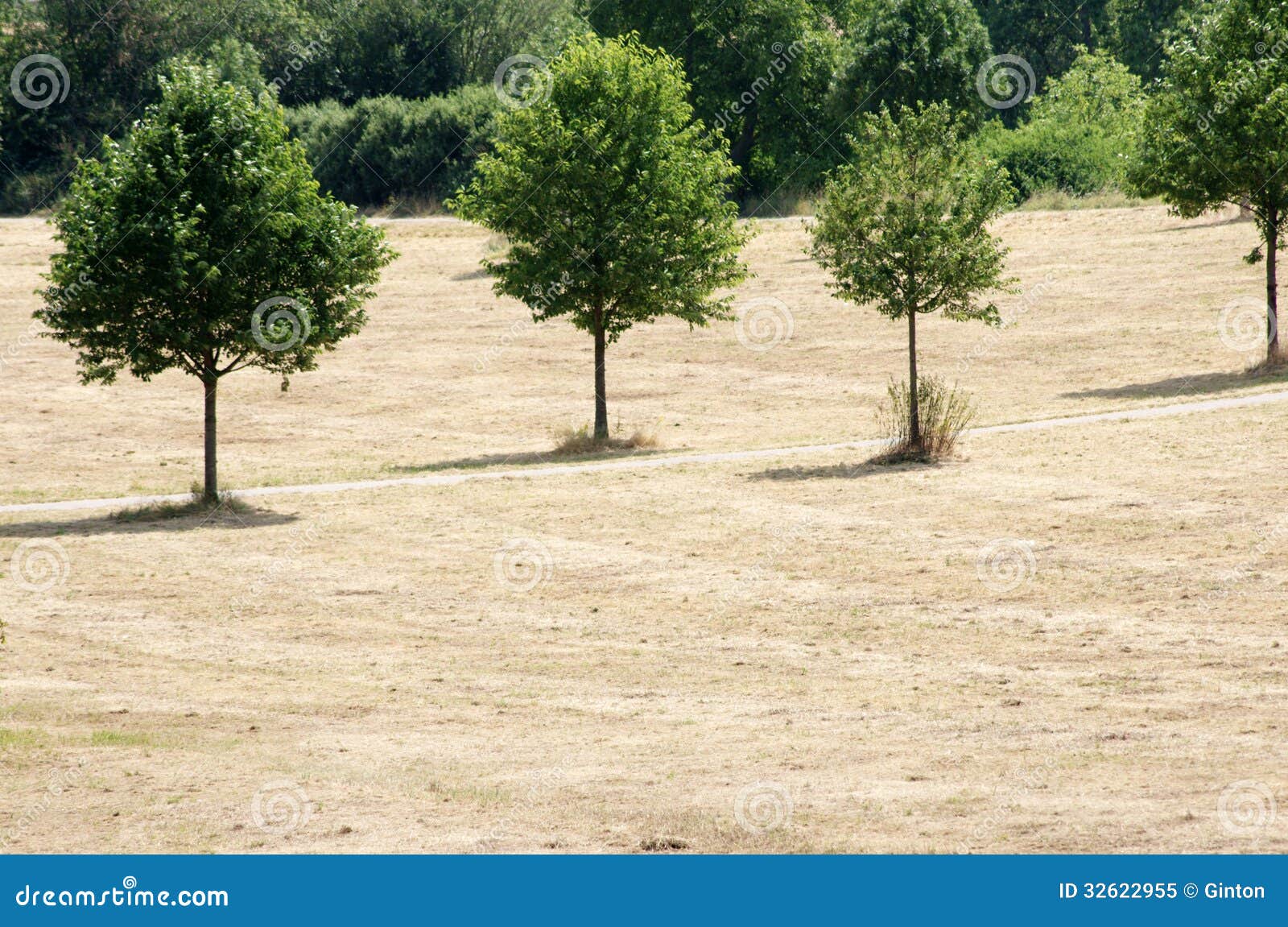 Dry meadow stock image. Image of plants, plantation, central - 32622955