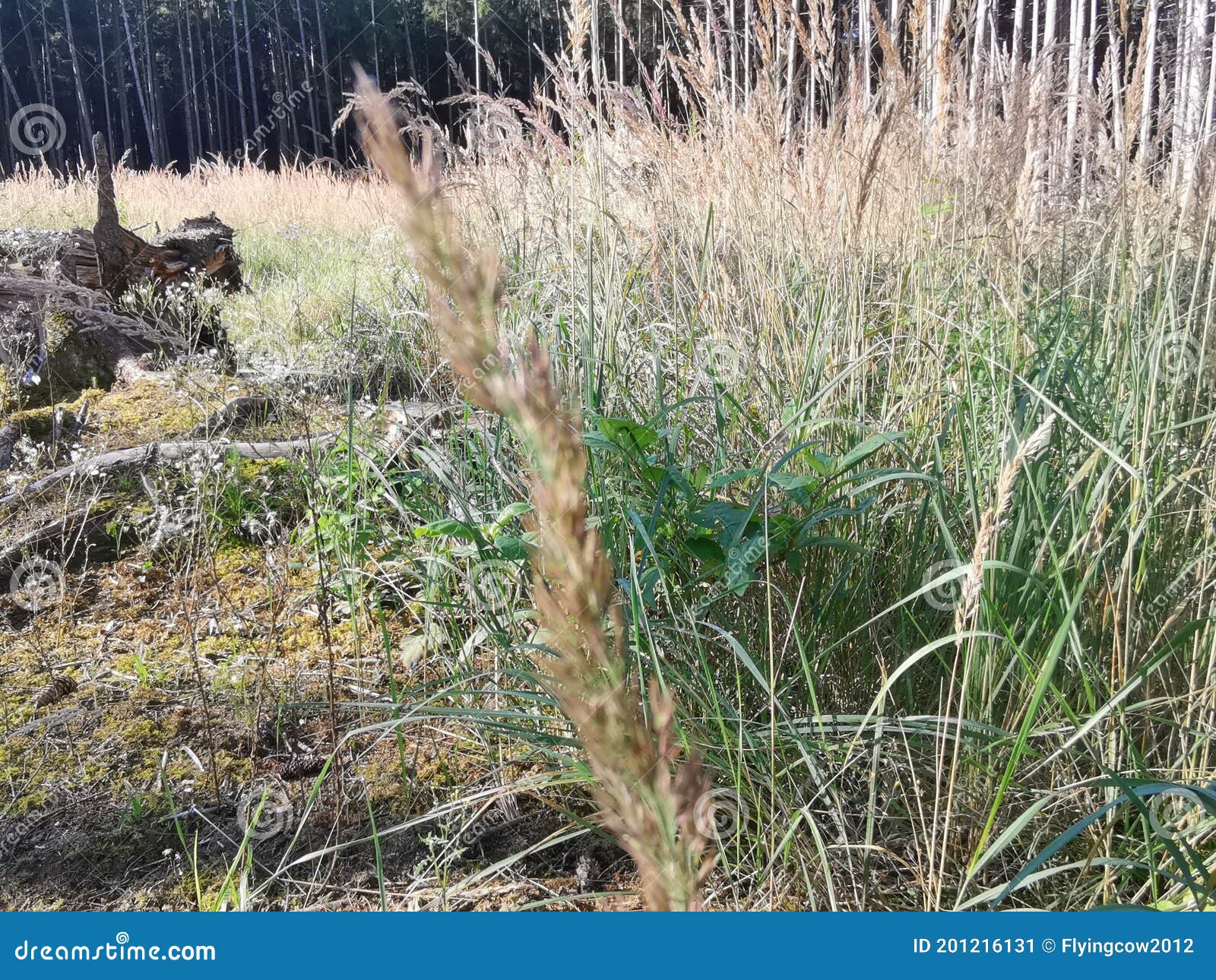Dry Meadow at the woods stock image. Image of wetland - 201216131