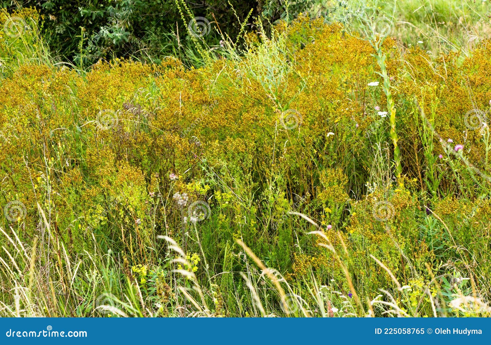 Dry Medicinal Herb St. John`s Wort Ukraine Stock Image - Image of ...