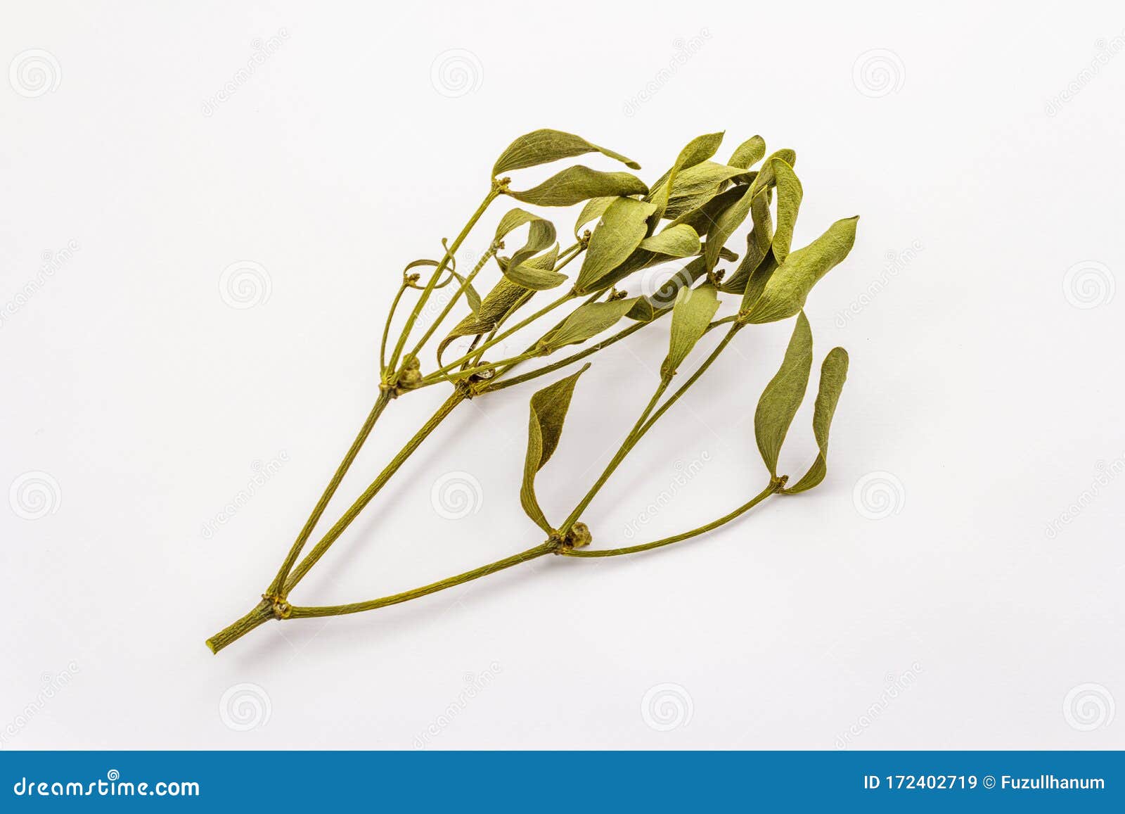 Dry Mistletoe Isolated on White Background Stock Image - Image of ...