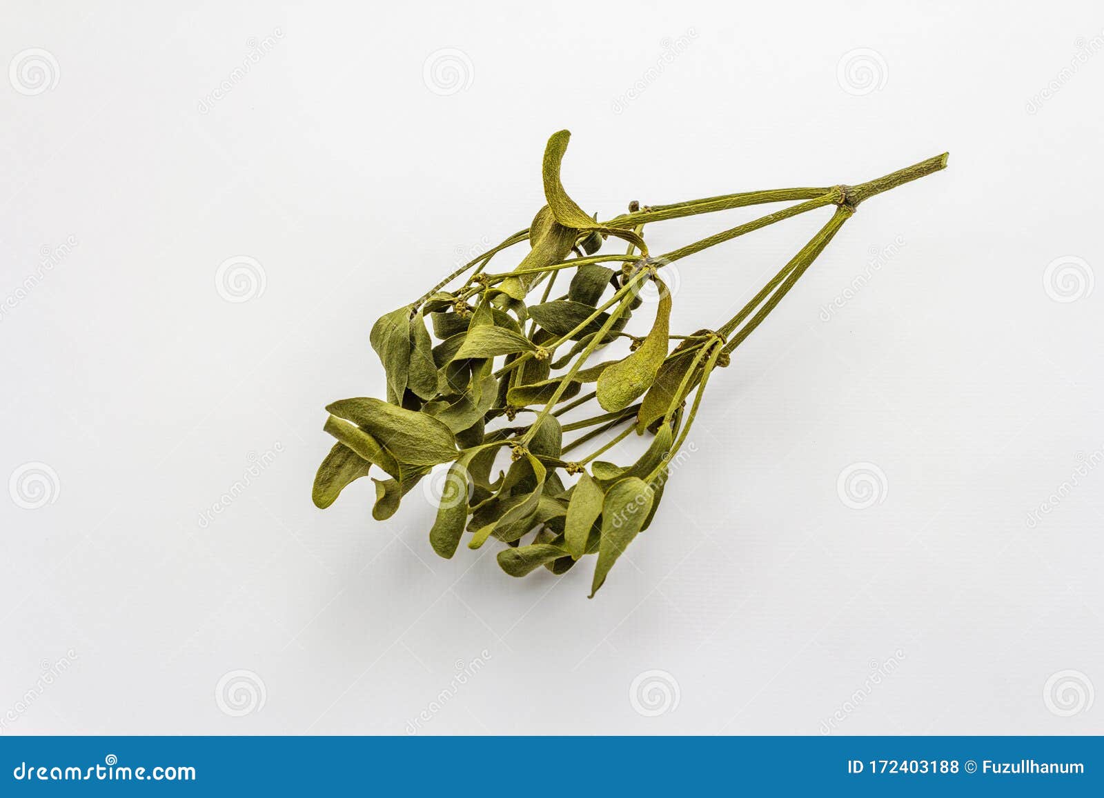 Dry Mistletoe Isolated on White Background Stock Photo - Image of ...