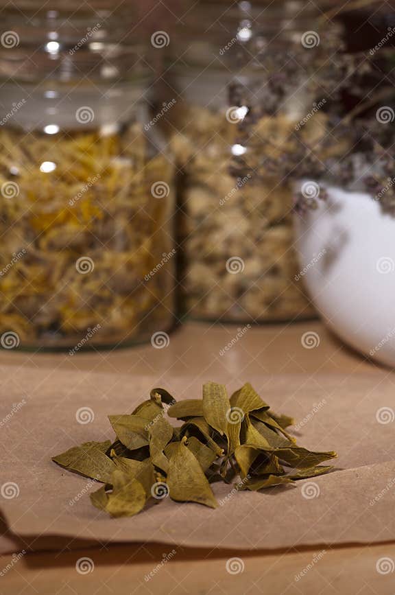 Dry mistletoe leaves stock photo. Image of herb, therapy - 37004242