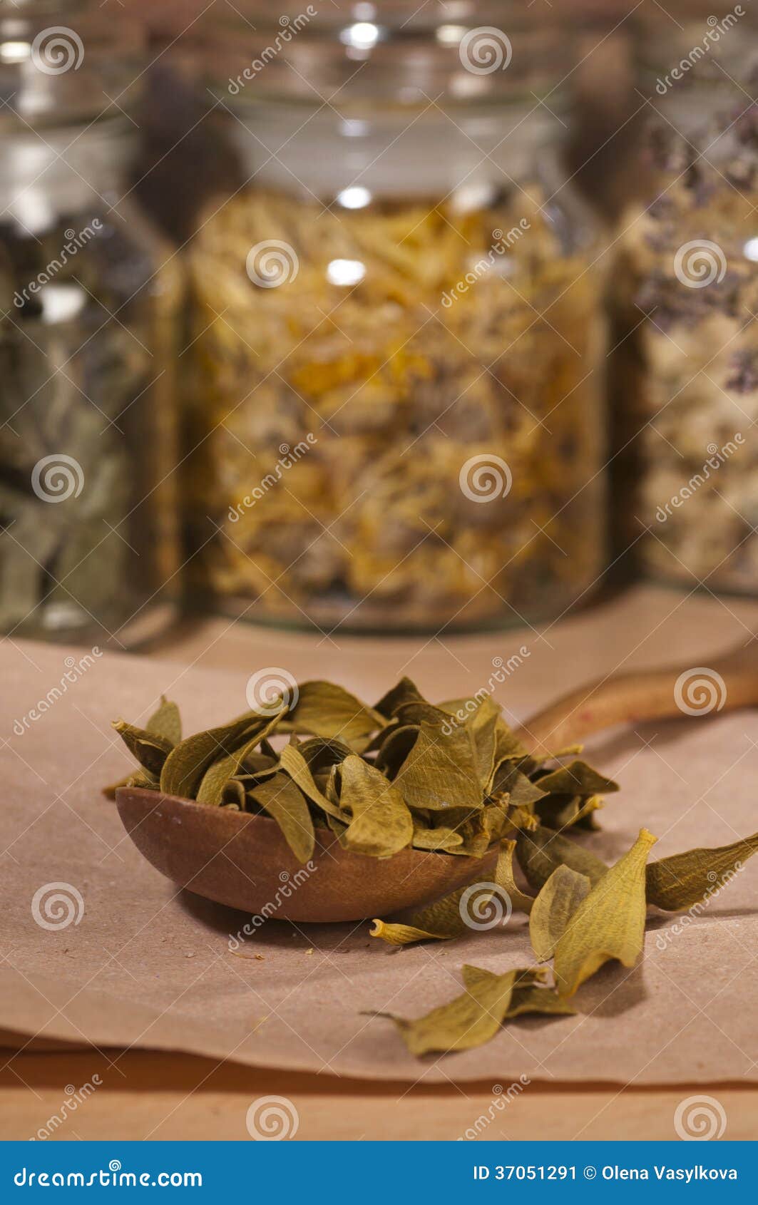 Dry mistletoe leaves stock image. Image of leaves, tranquil - 37051291