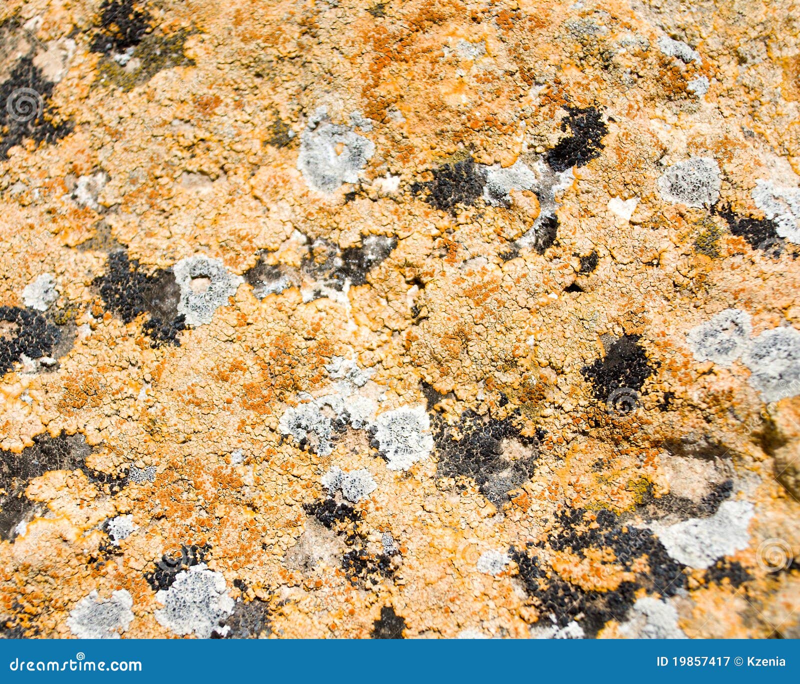 Dry mold stock image. Image of background, plant, mold - 19857417