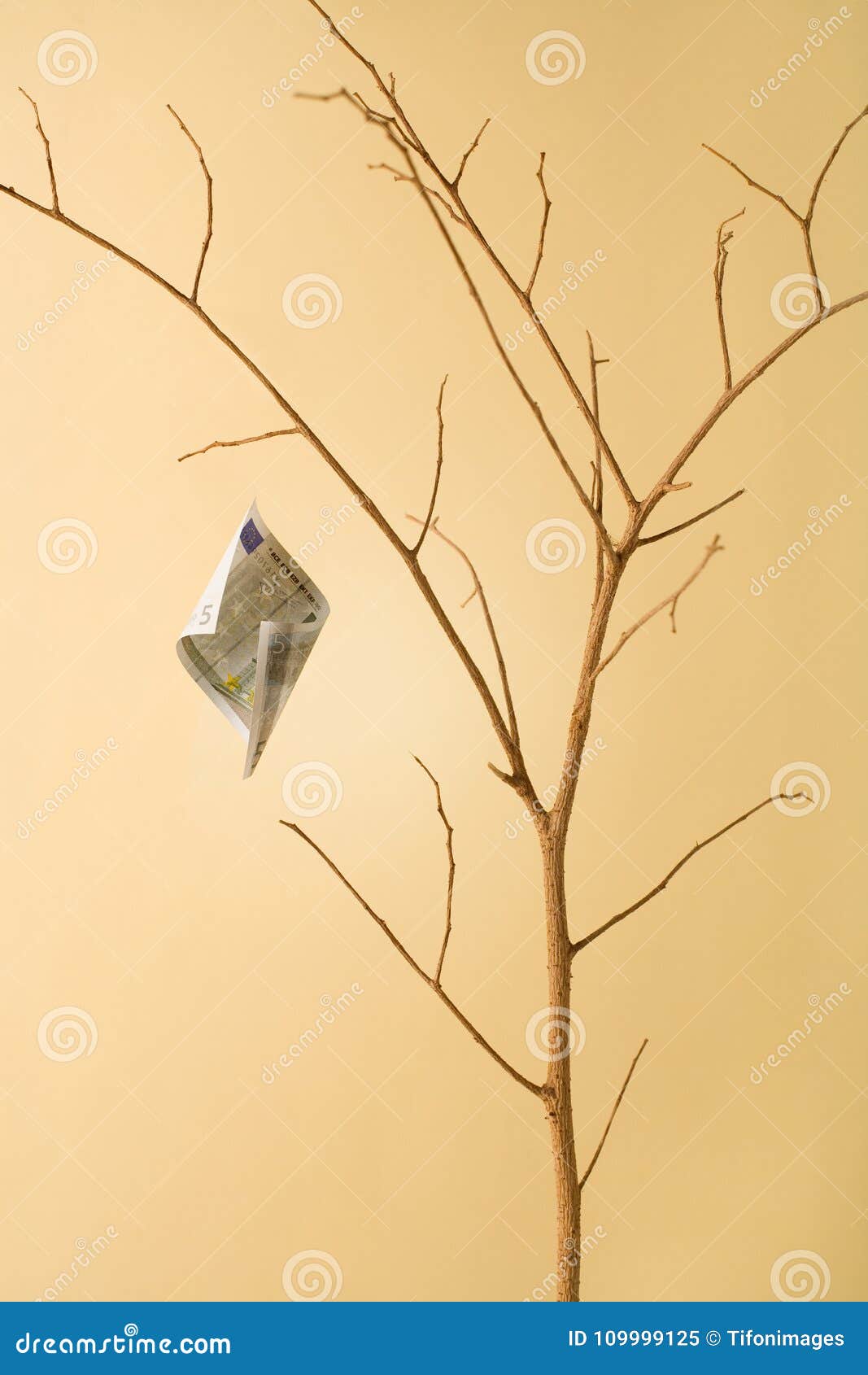 Dry Money Tree with only One Bill Left Stock Image - Image of ...
