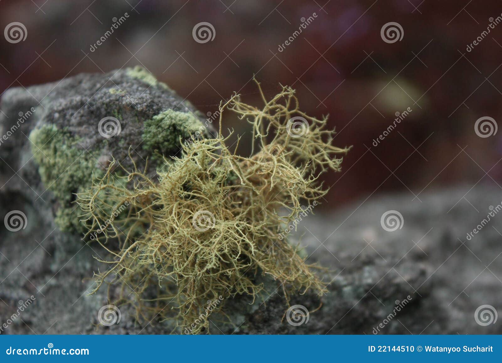 Dry moss stock photo. Image of mould, plant, equator - 22144510