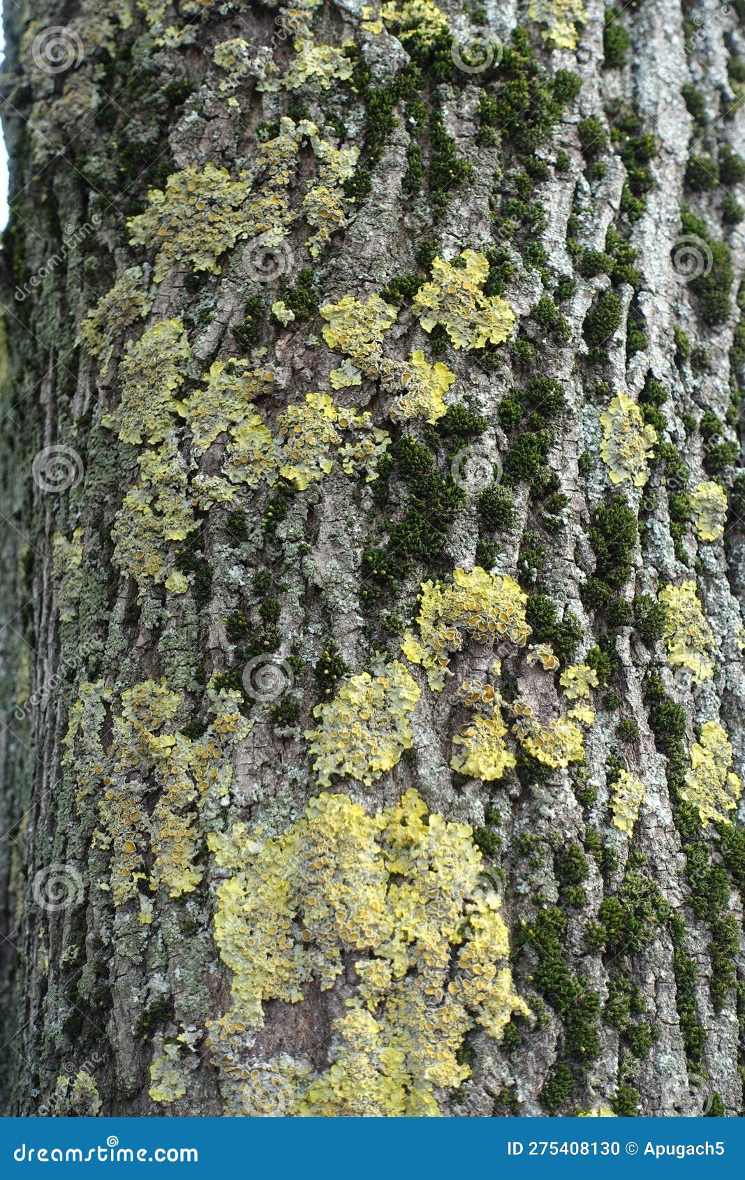 Dry Moss and Lichen on Bark of Norway Maple Stock Photo - Image of acer ...