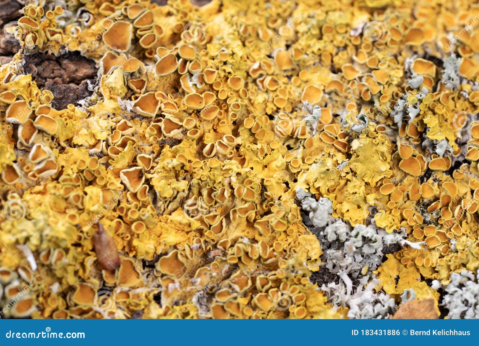 Dry Moss and Lichen on the Tree Trunk Stock Photo - Image of bright ...