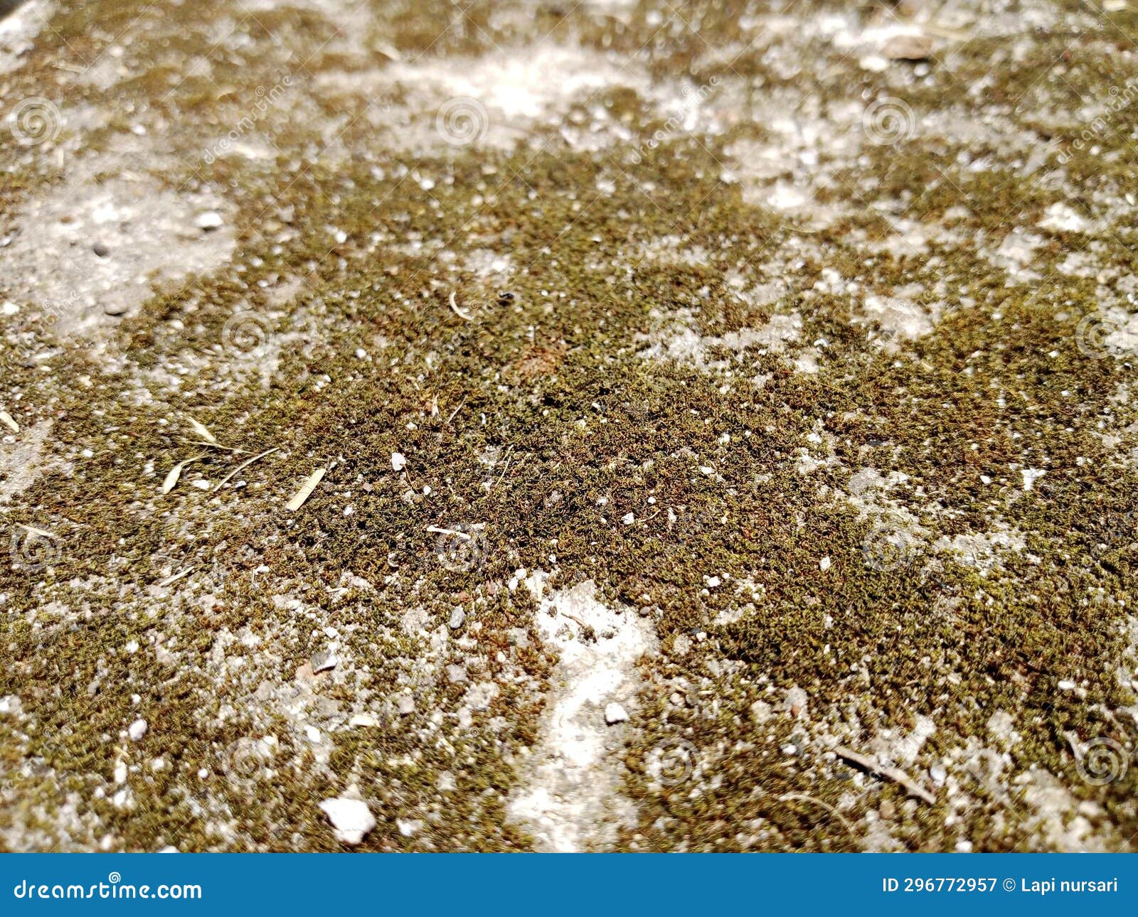 Dry Moss Plants on Cast Cement Stock Image - Image of plants, moss ...