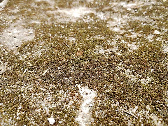 Dry Moss Plants on Cast Cement Stock Image - Image of plants, moss ...