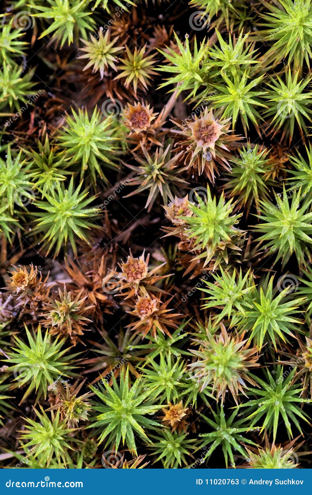Dry moss texture stock image. Image of autumn, green - 11020763
