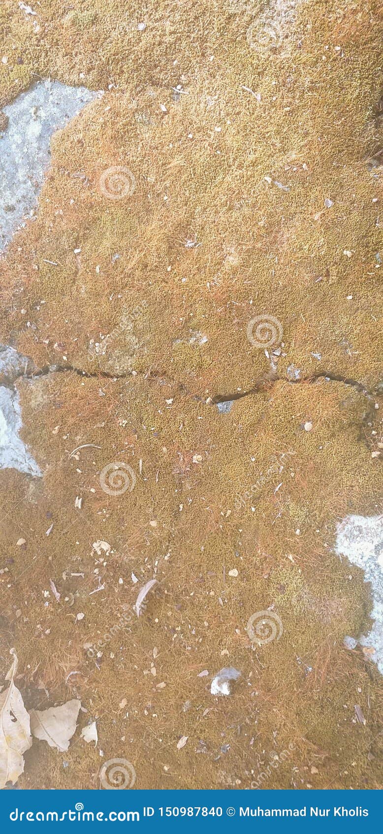 Dry moss texture on stone stock photo. Image of color - 150987840