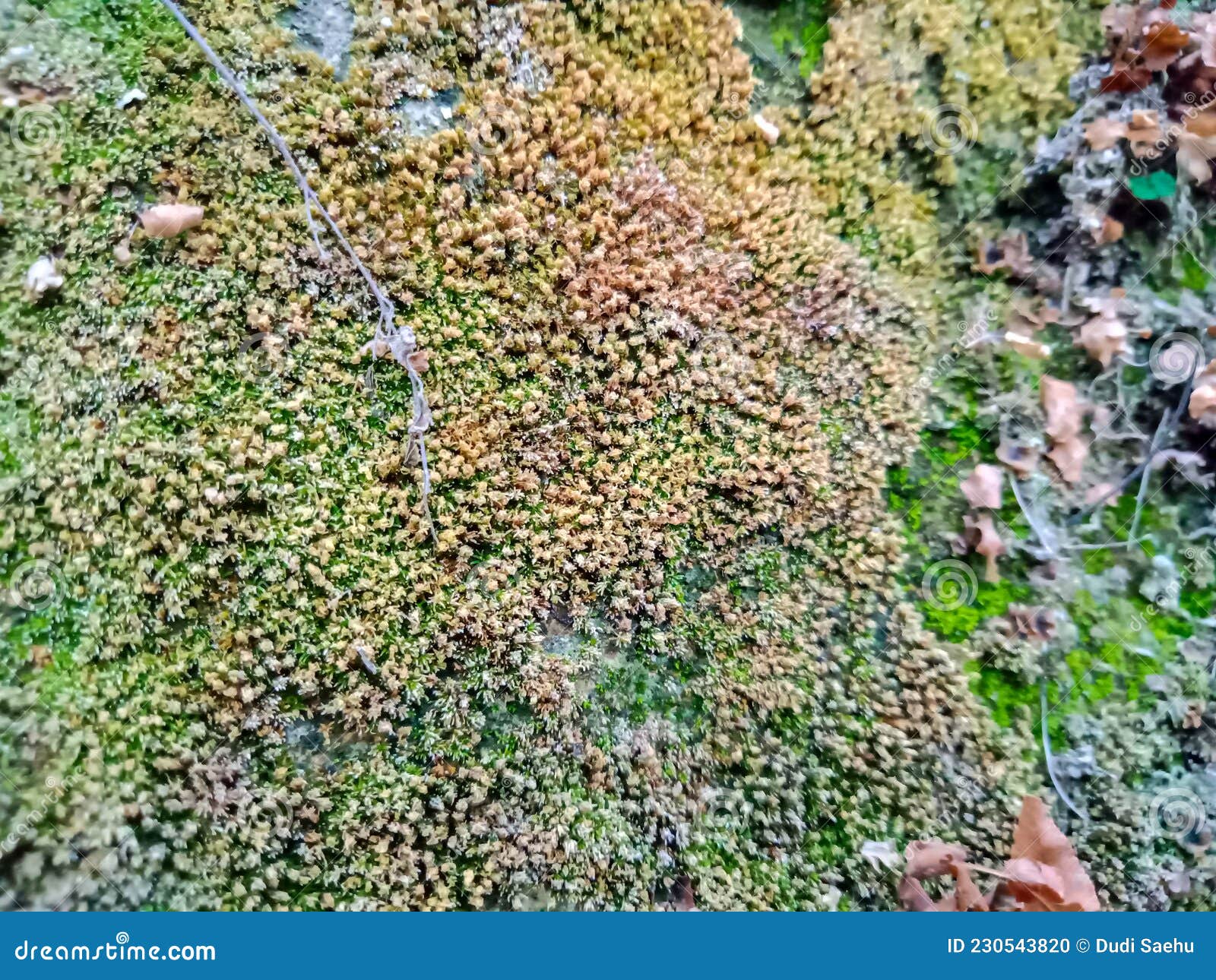 Dry Moss Texture on a Very Old Wall. Stock Photo - Image of leaf ...