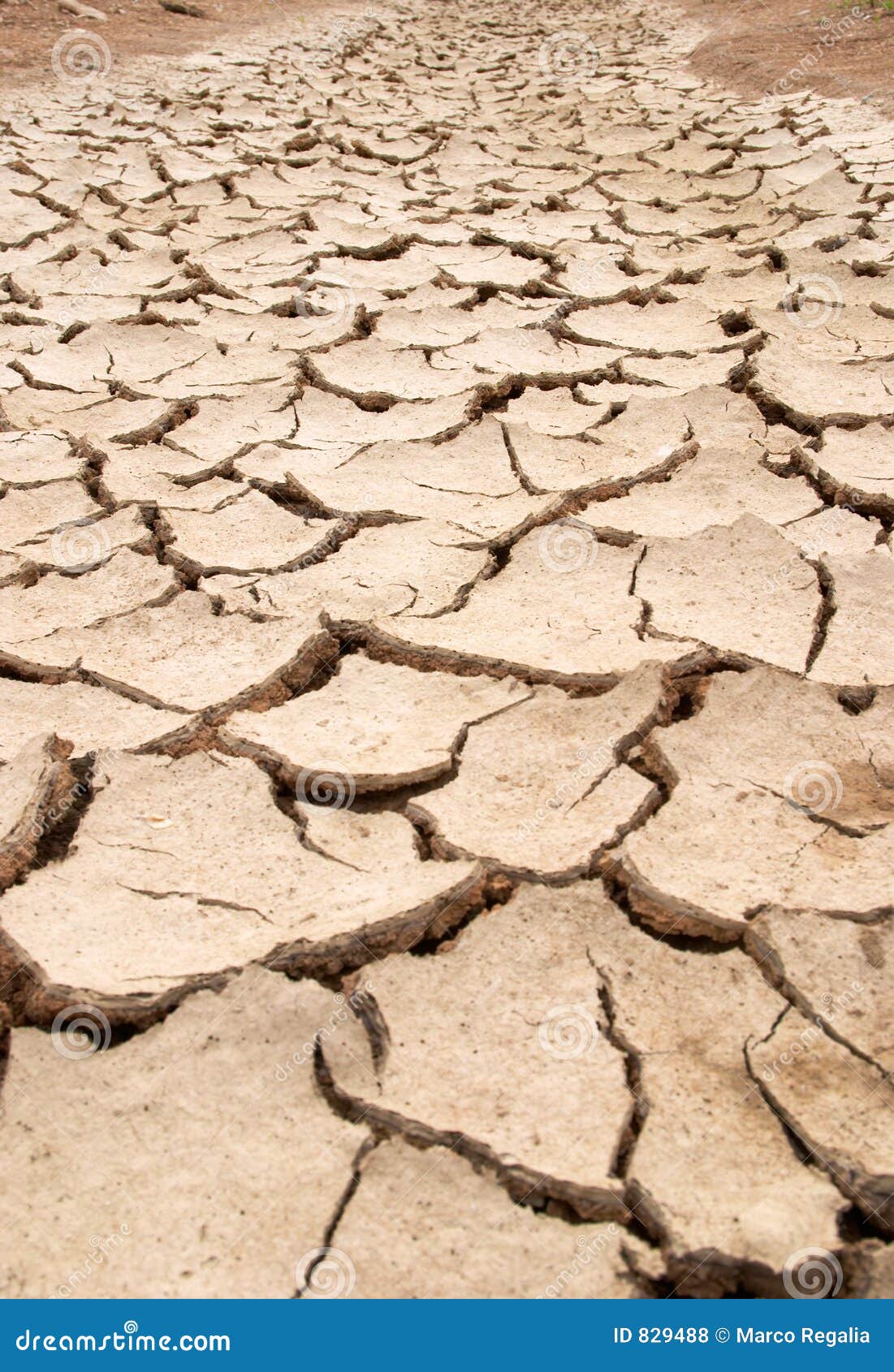 Dry mud cracks texture stock photo. Image of dried, close - 829488