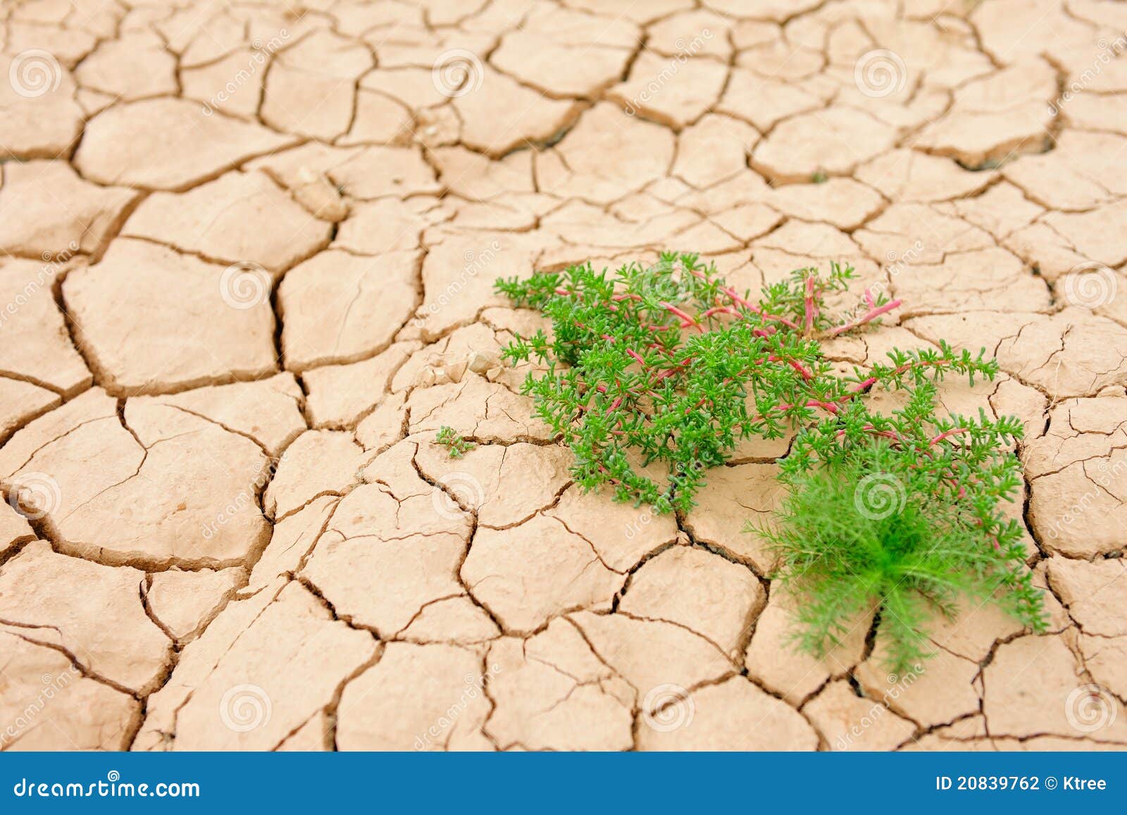 Dry mud field stock photo. Image of green, lake, arid - 20839762