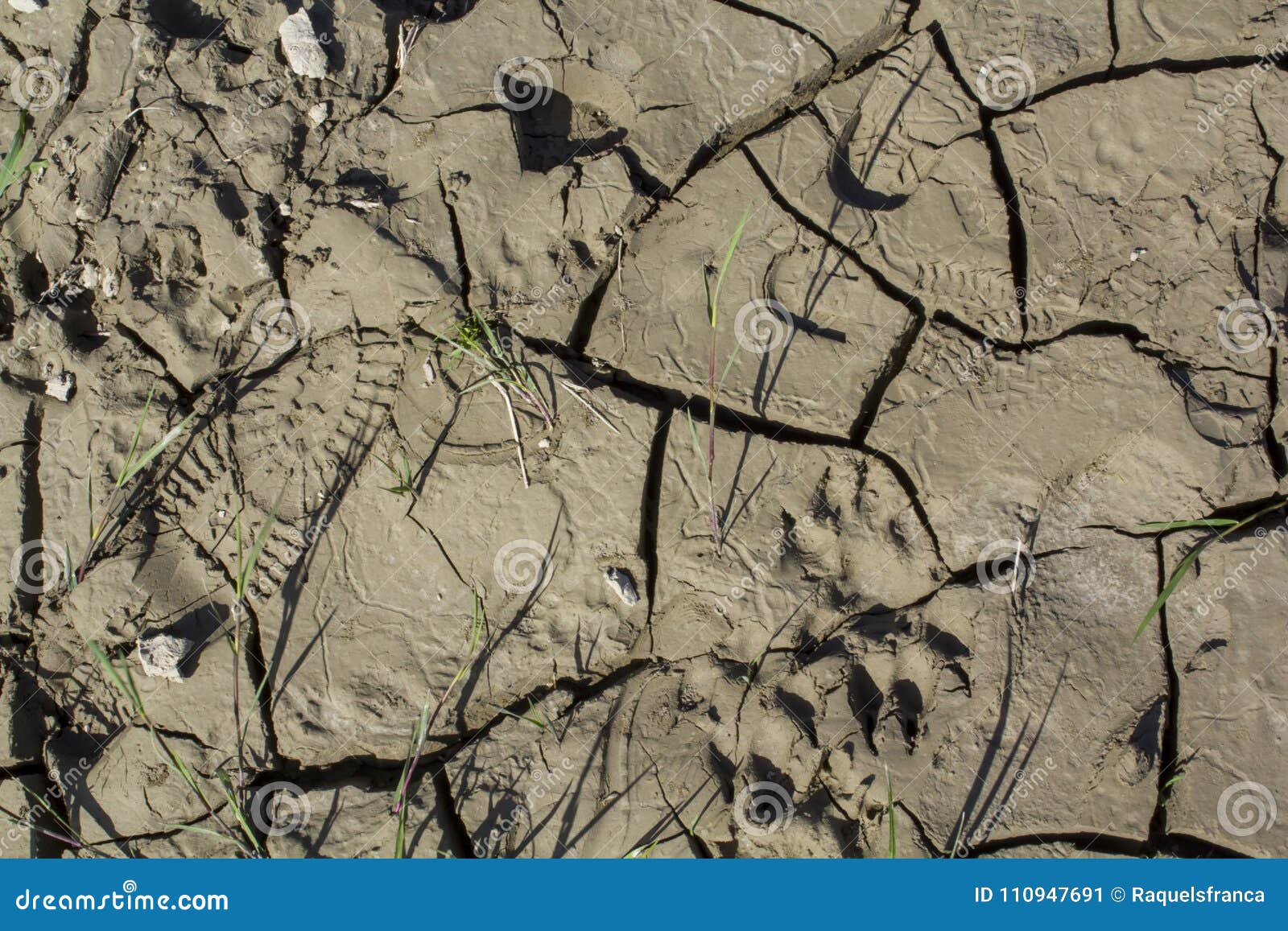 Dry Mud pattern stock image. Image of dirty, nature - 110947691