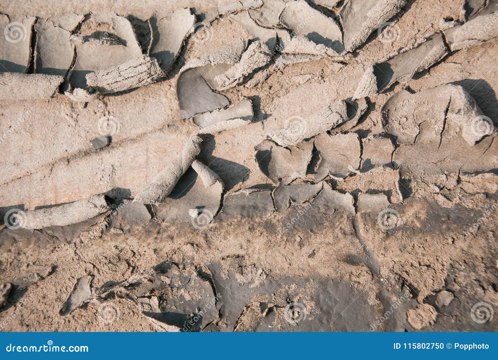 Dry Mud Pattern in Mangrove Forest Stock Photo - Image of travel ...