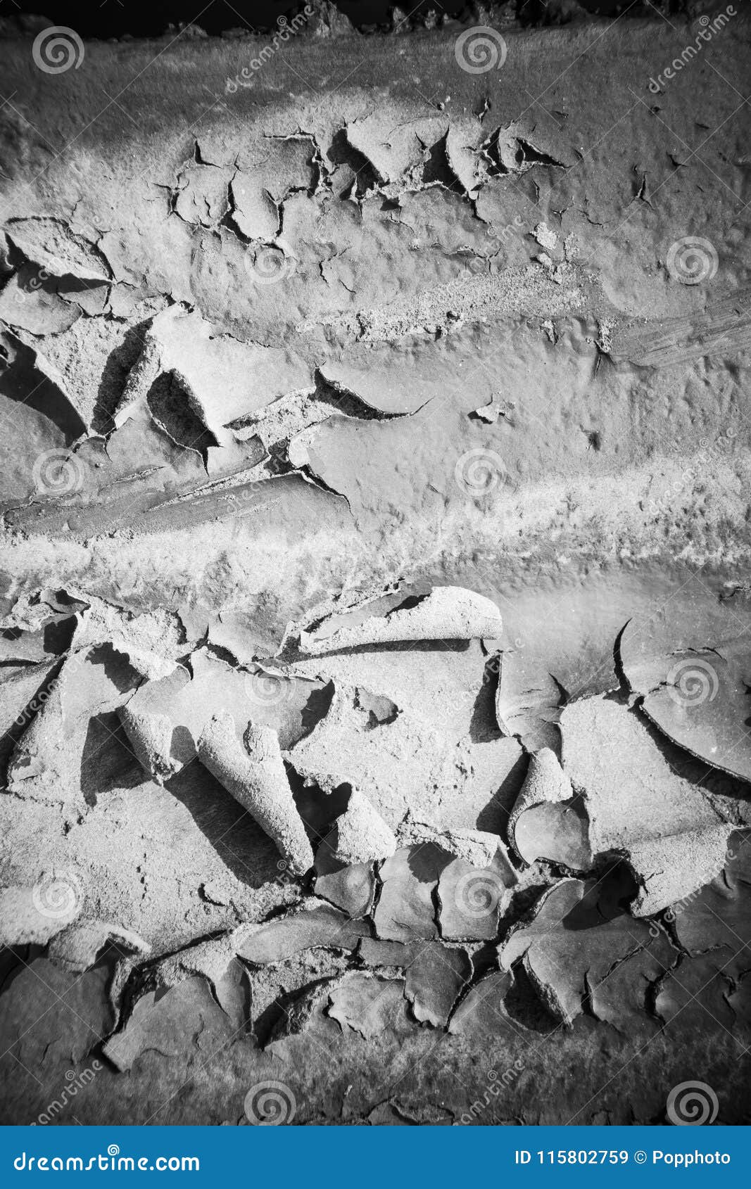 Dry Mud Pattern in Mangrove Forest Stock Image - Image of outdoors ...