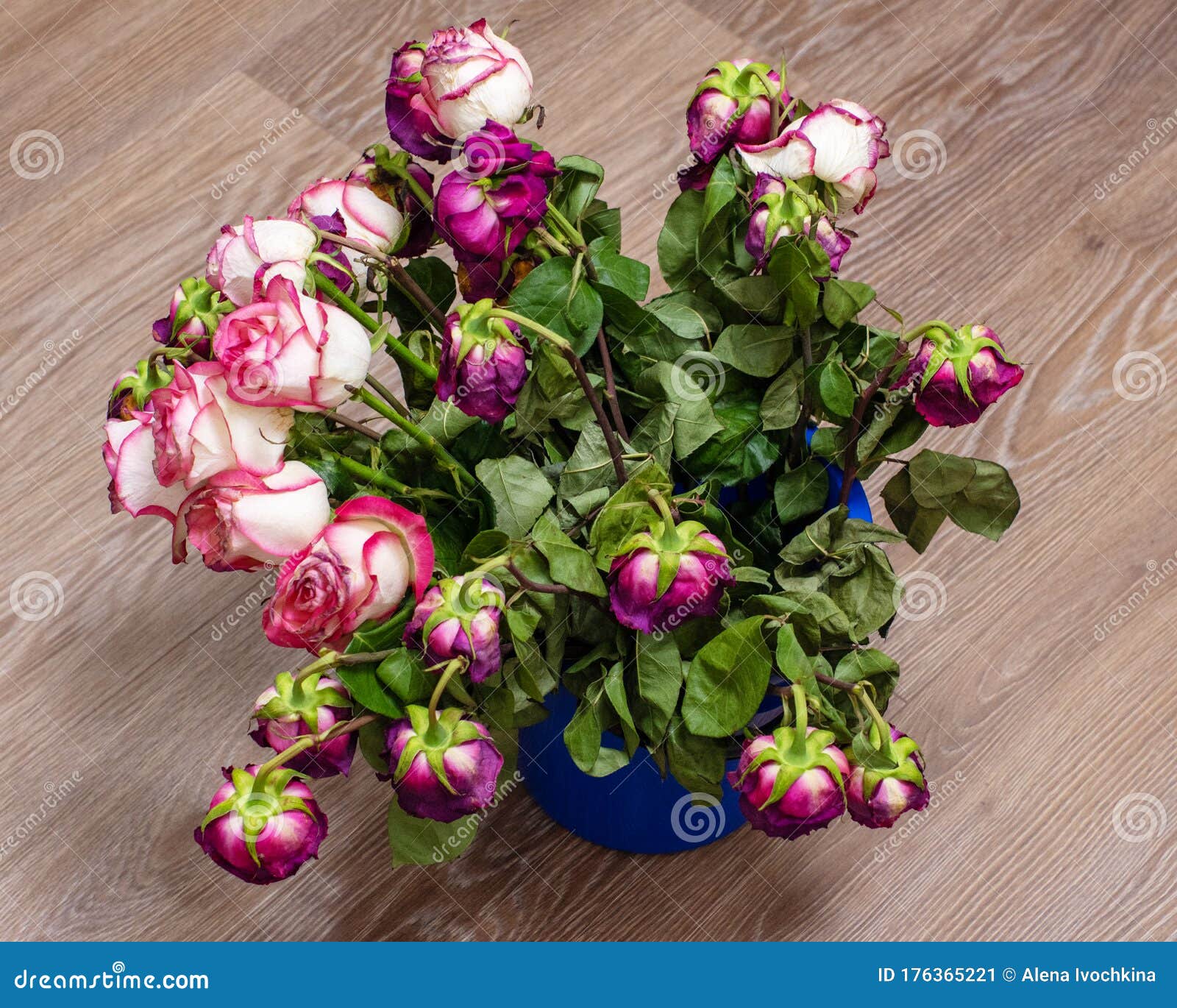 Dry Multi-colored Roses in a Blue Bucket or Container in Front of a ...
