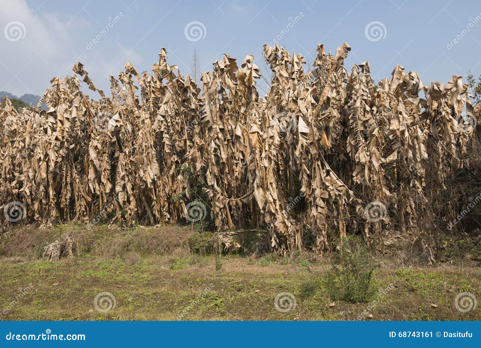 Dry Musa Basjoo Forest Royalty-Free Stock Photo | CartoonDealer.com ...