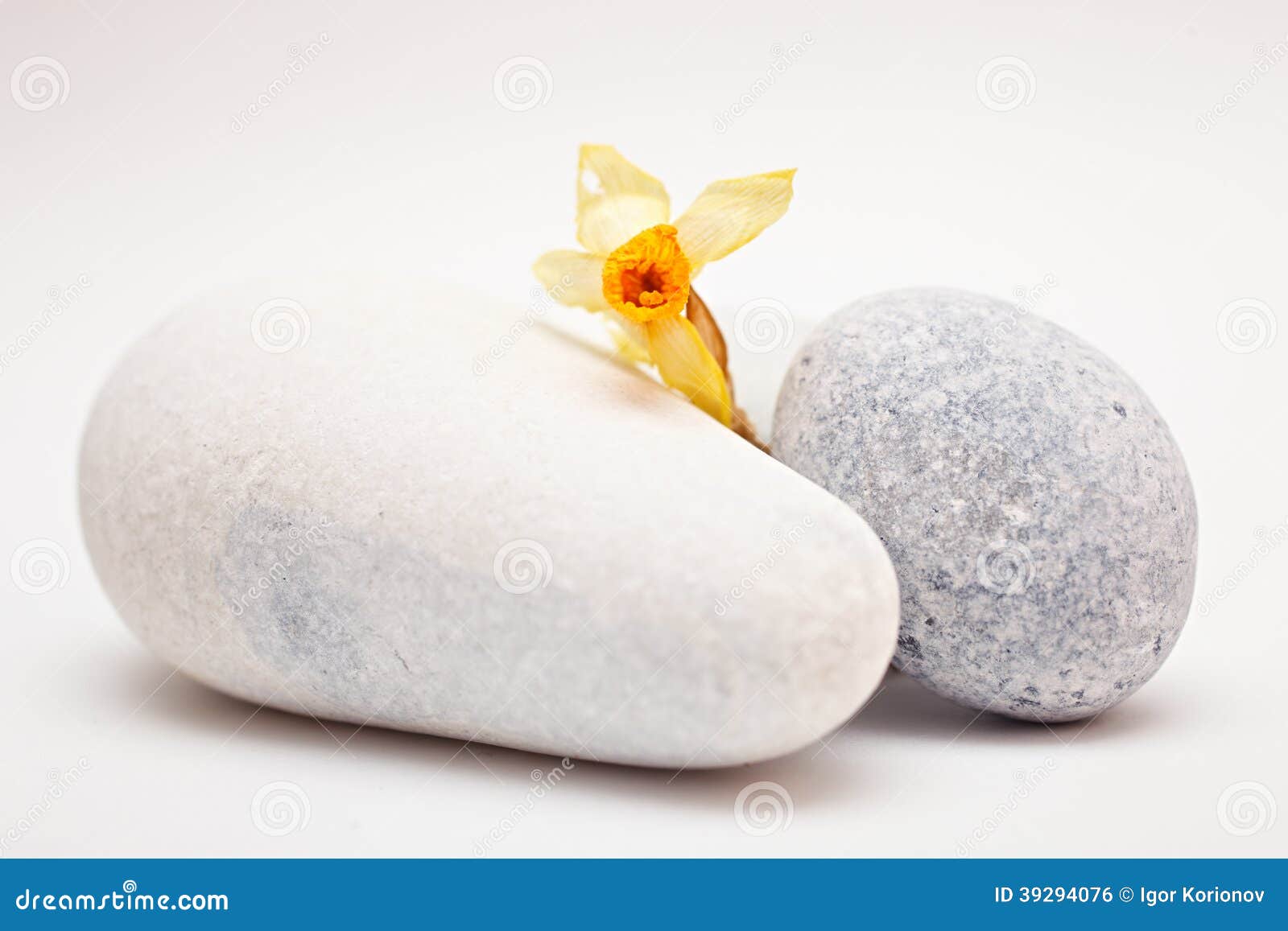 Dry narcissus and stones stock photo. Image of jonquil - 39294076