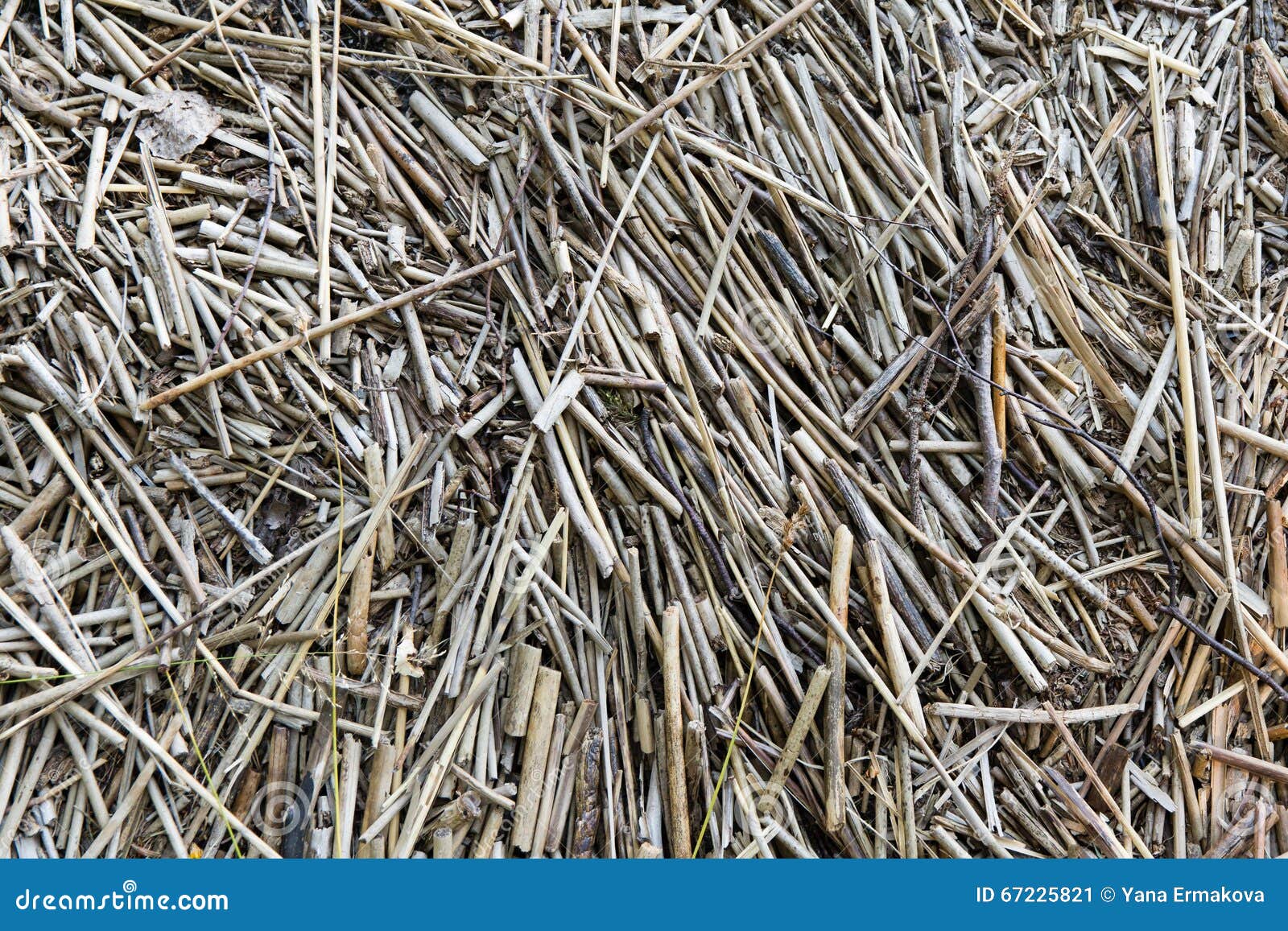 Dry natural straw stock image. Image of stubble, season - 67225821